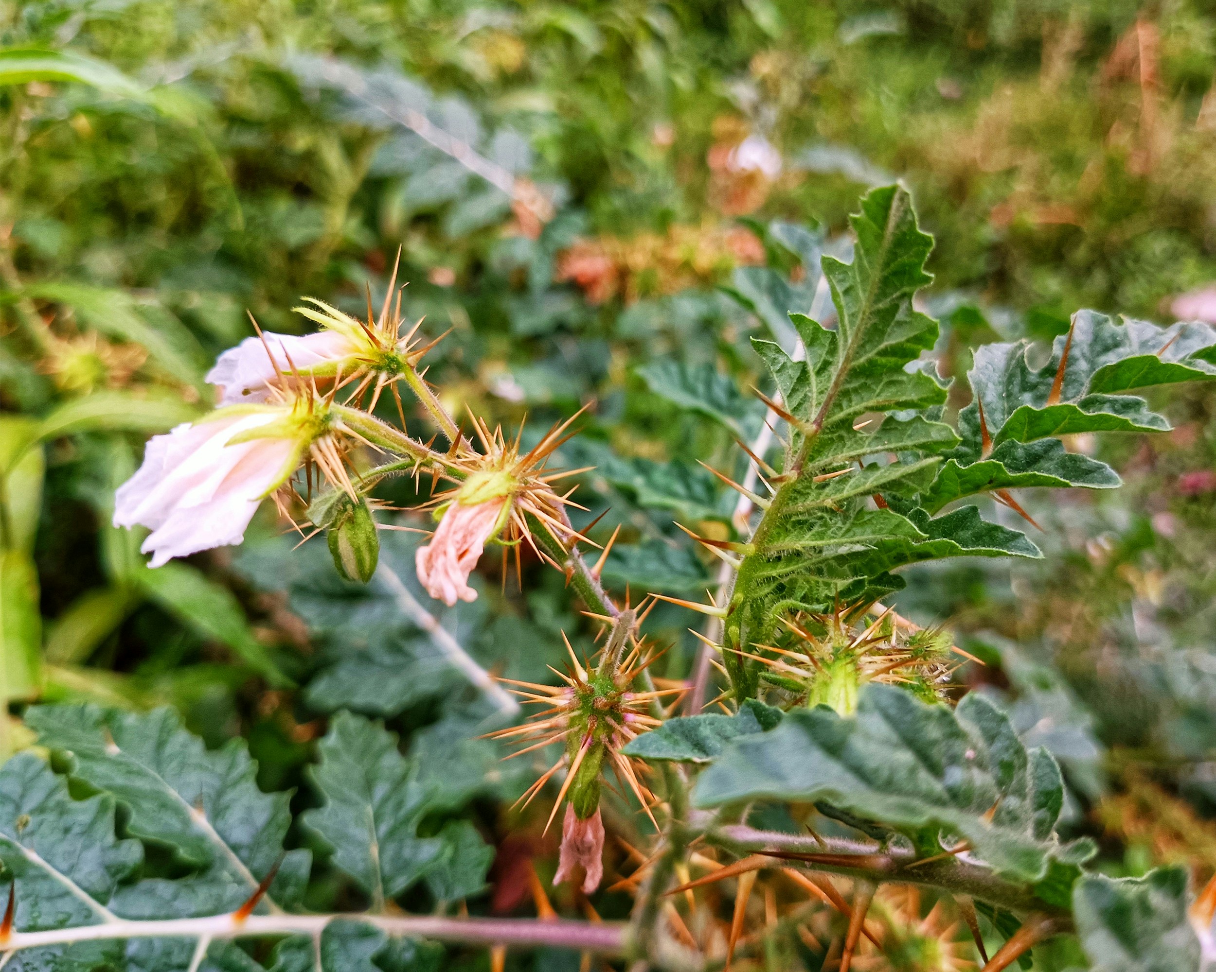 A close up of a flower on a plant photo – Free Cockroach Image on Unsplash