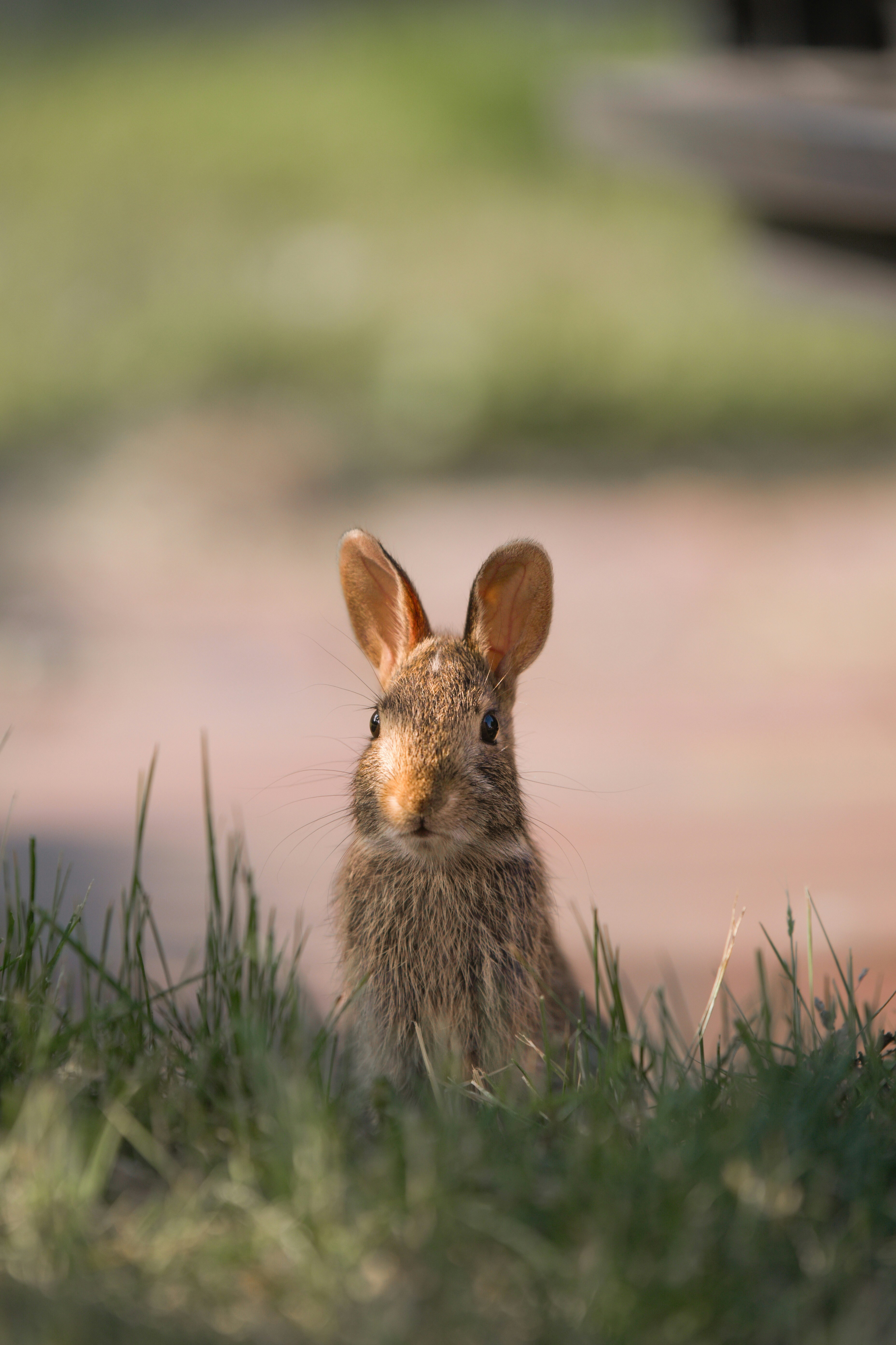 A small rabbit is sitting in the grass photo – Free Animal Image on ...