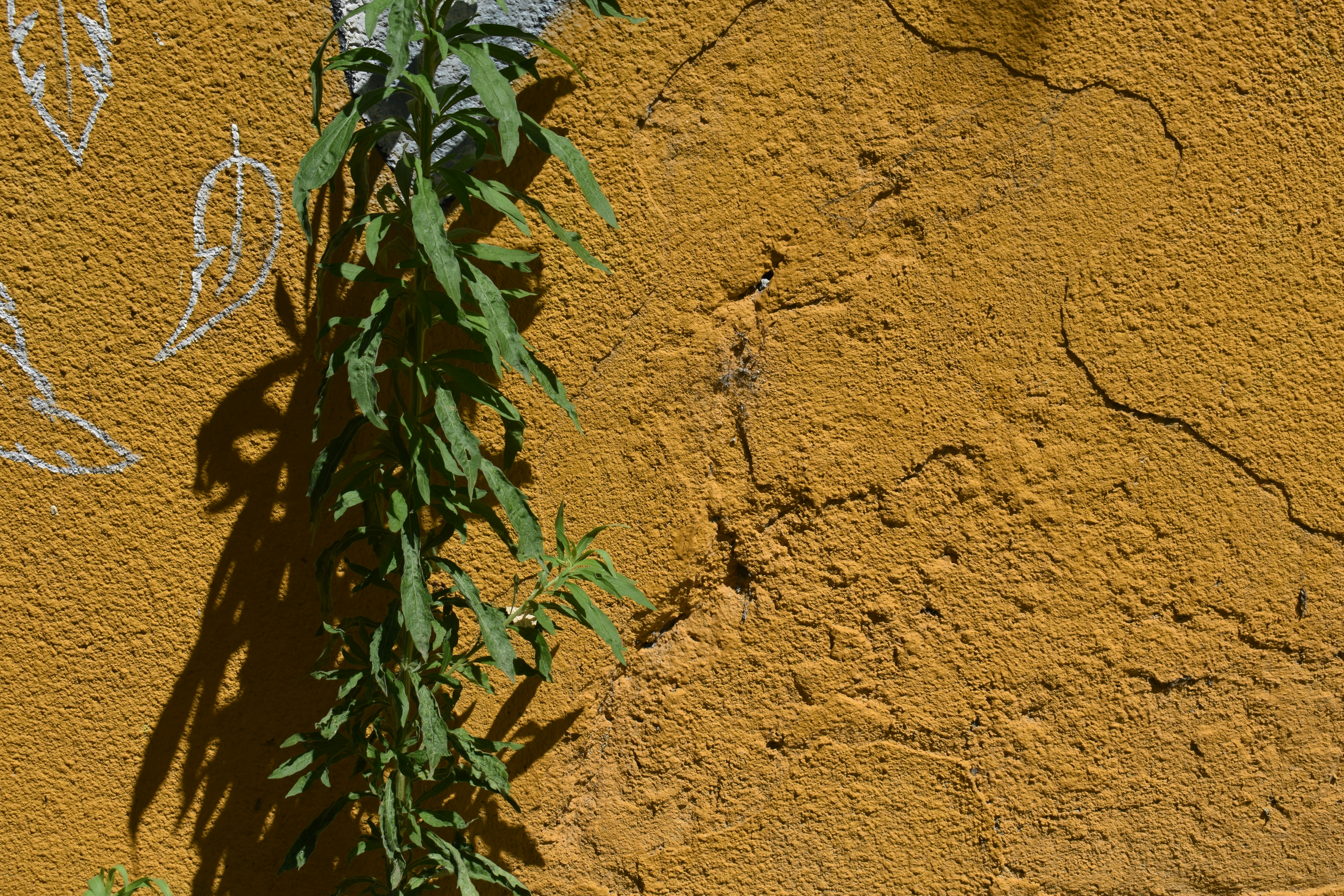 Verdant Tendrils on a Sun-Warmed Adobe Wall: Texture, Shadows, and Chalk