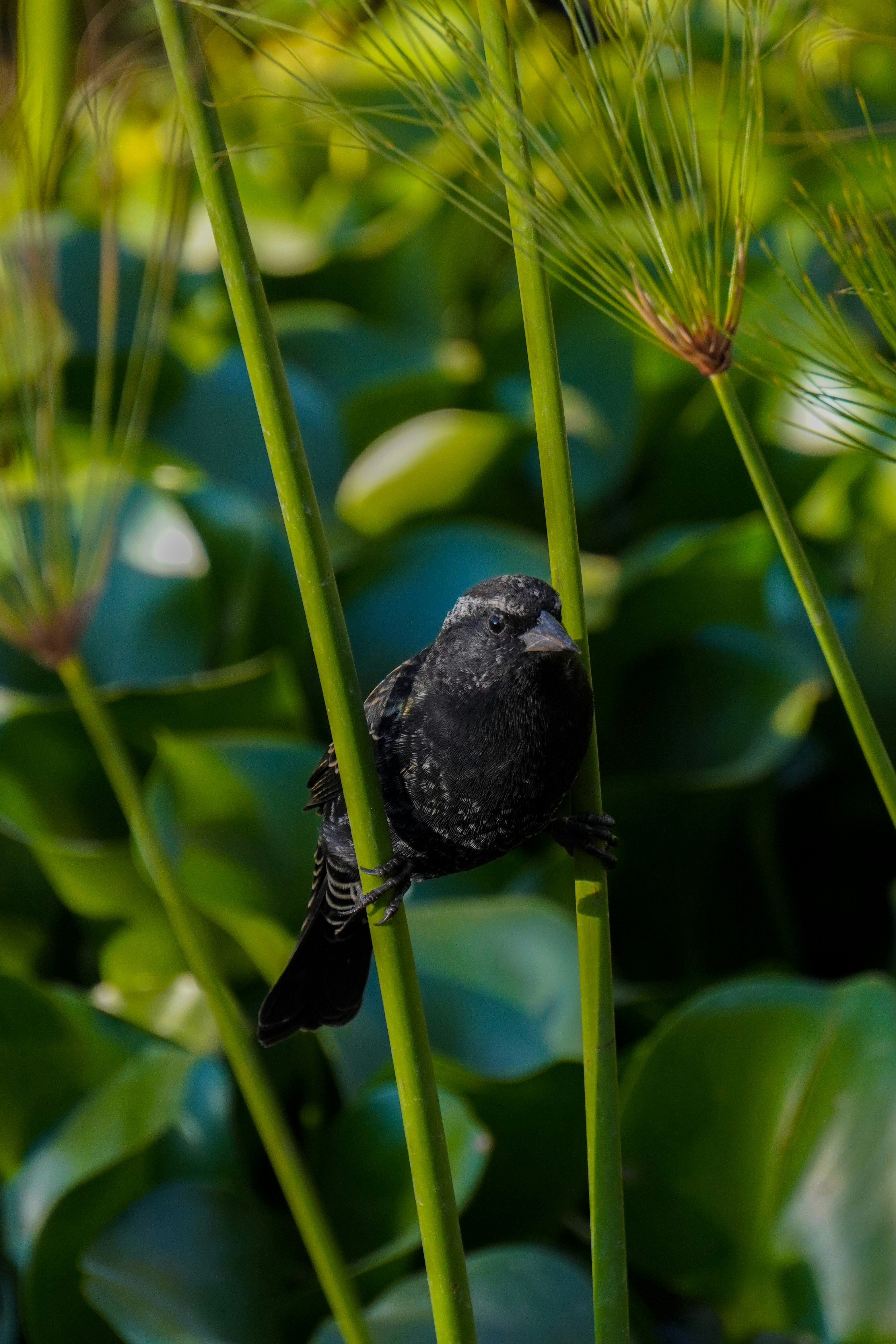 Midday Silhouette: A Small Black Bird Clinging to Emerald Reed Stalks