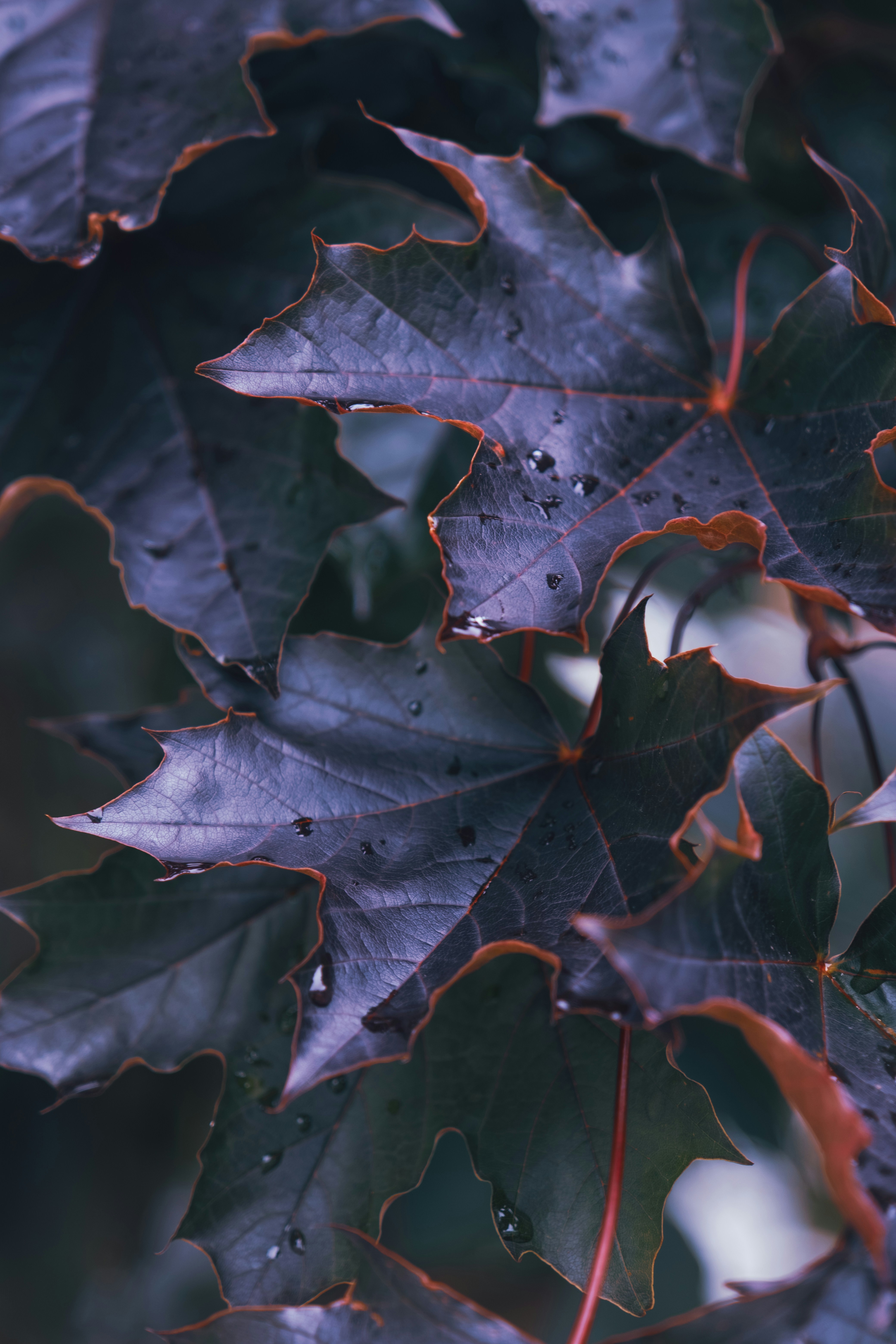 Crimson-Edged Maple in Twilight Hue