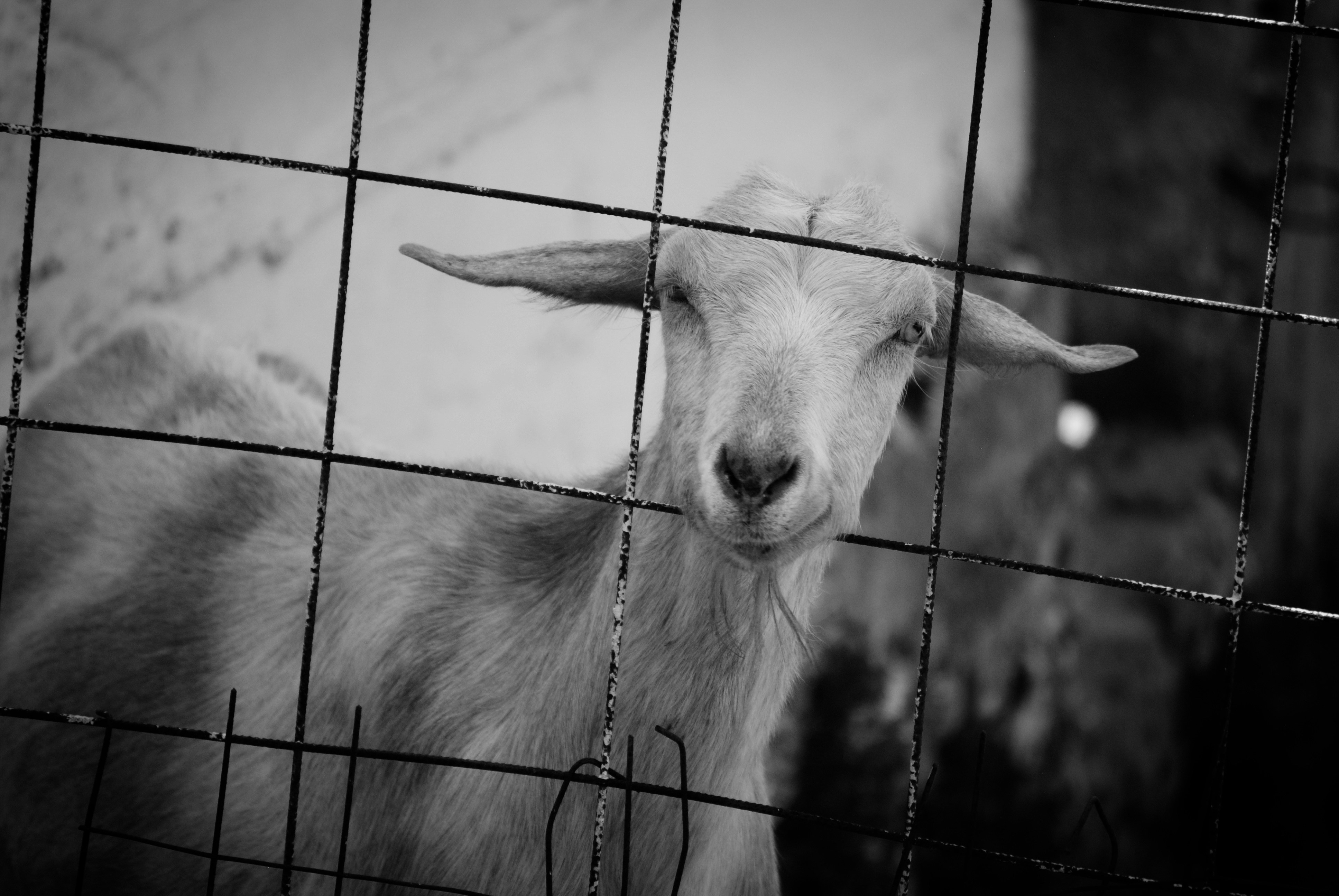 Through the Grid: A Goat's Curious Gaze in Monochrome