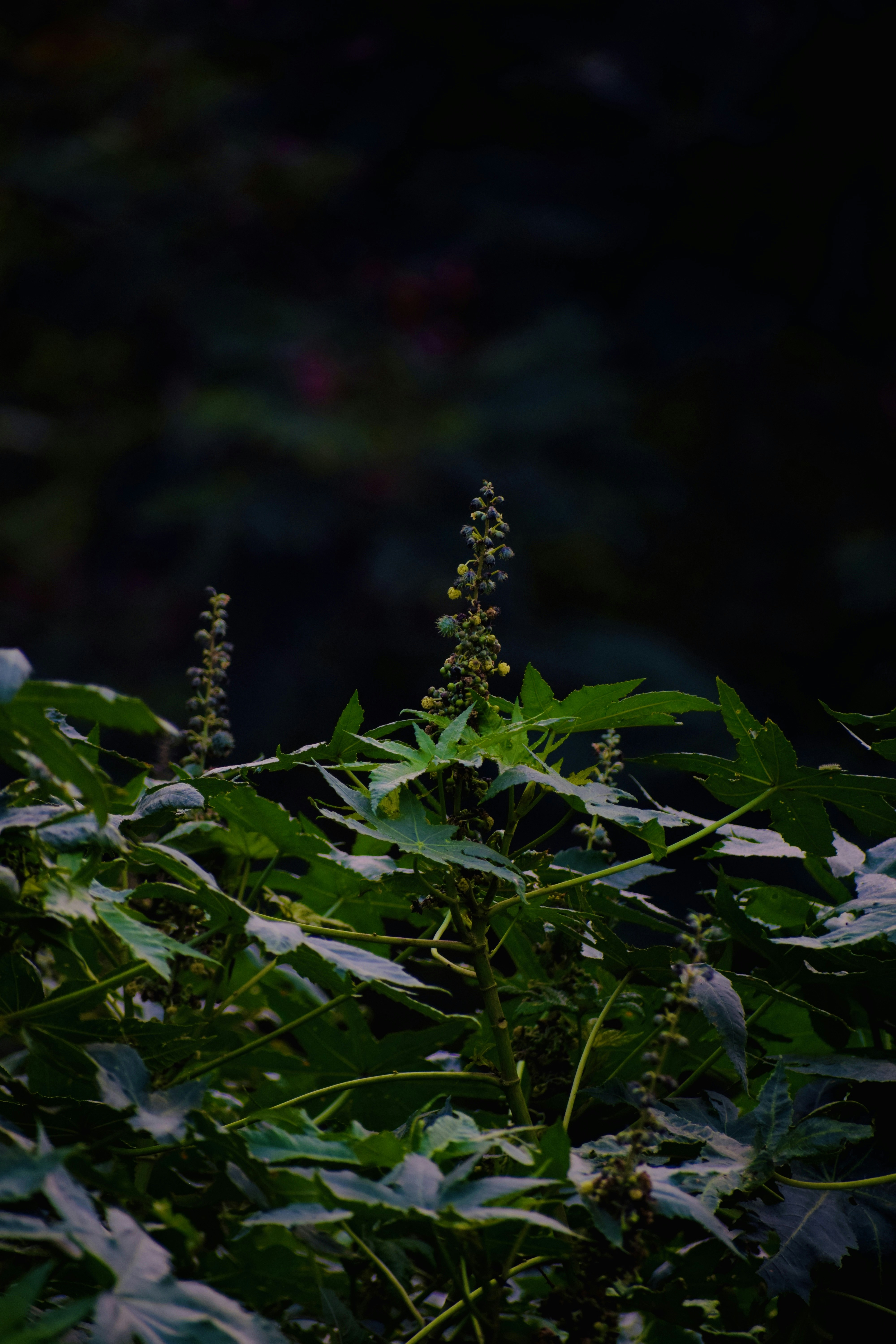 Tender Sprigs in Shadowed Light