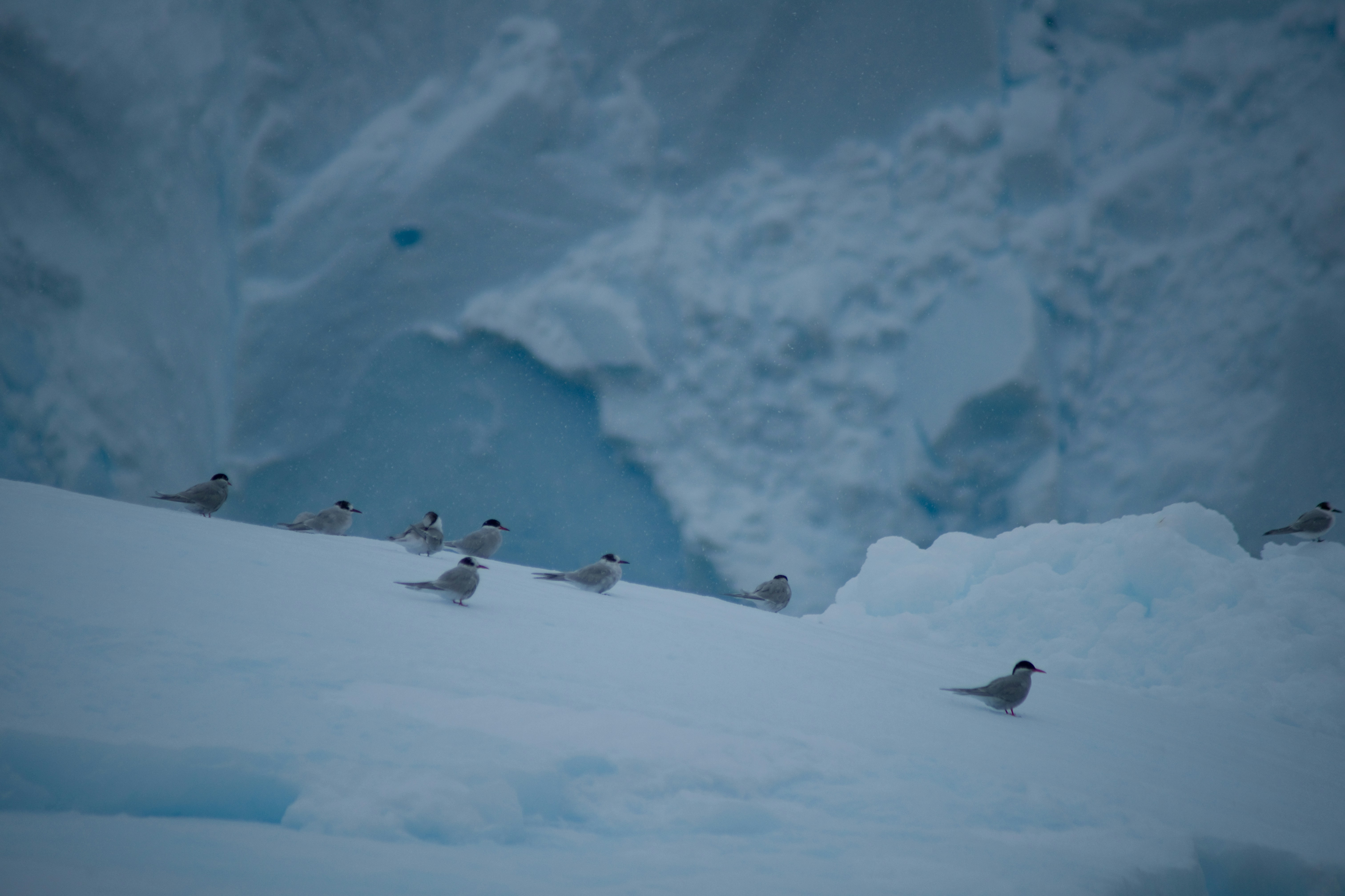 A flock of birds standing on top of a snow covered slope photo – Free ...