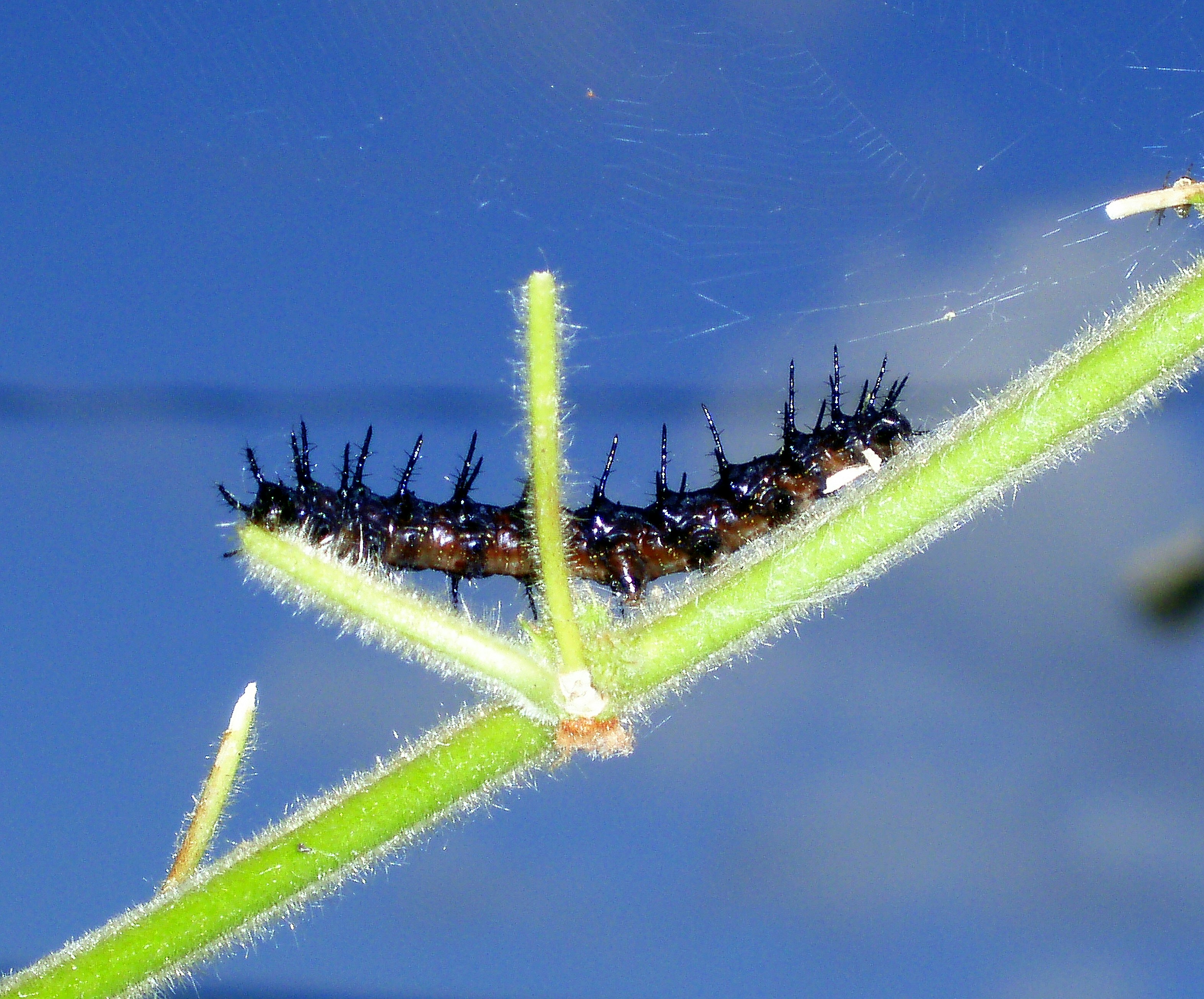 A black caterpillar with spines crawls on a green branch.