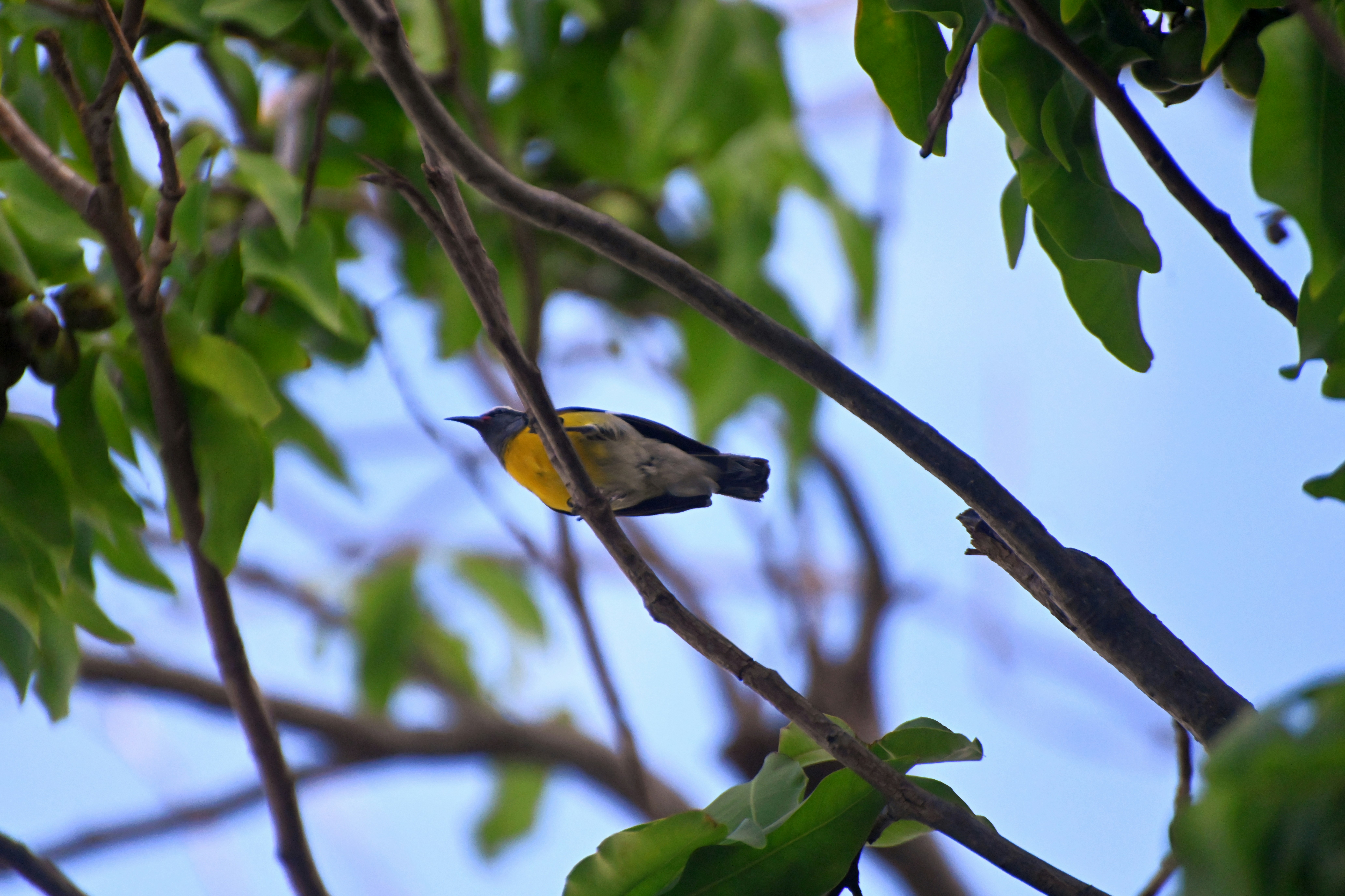 Bananaquit perched on a tree branch surrounded by lush green leaves with a clear blue sky backdrop.