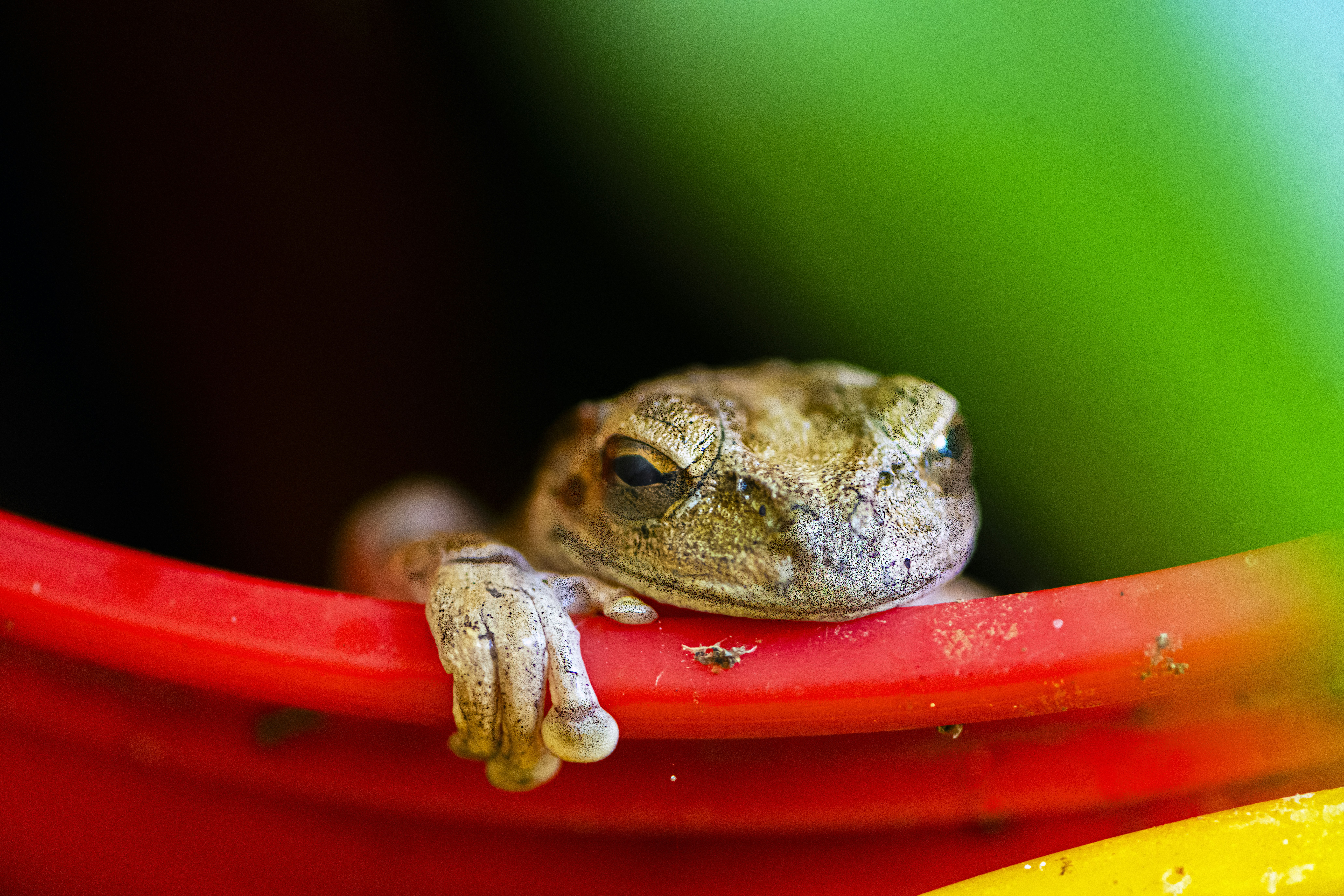 A frog peeks out of a bucket.Karl Callwood