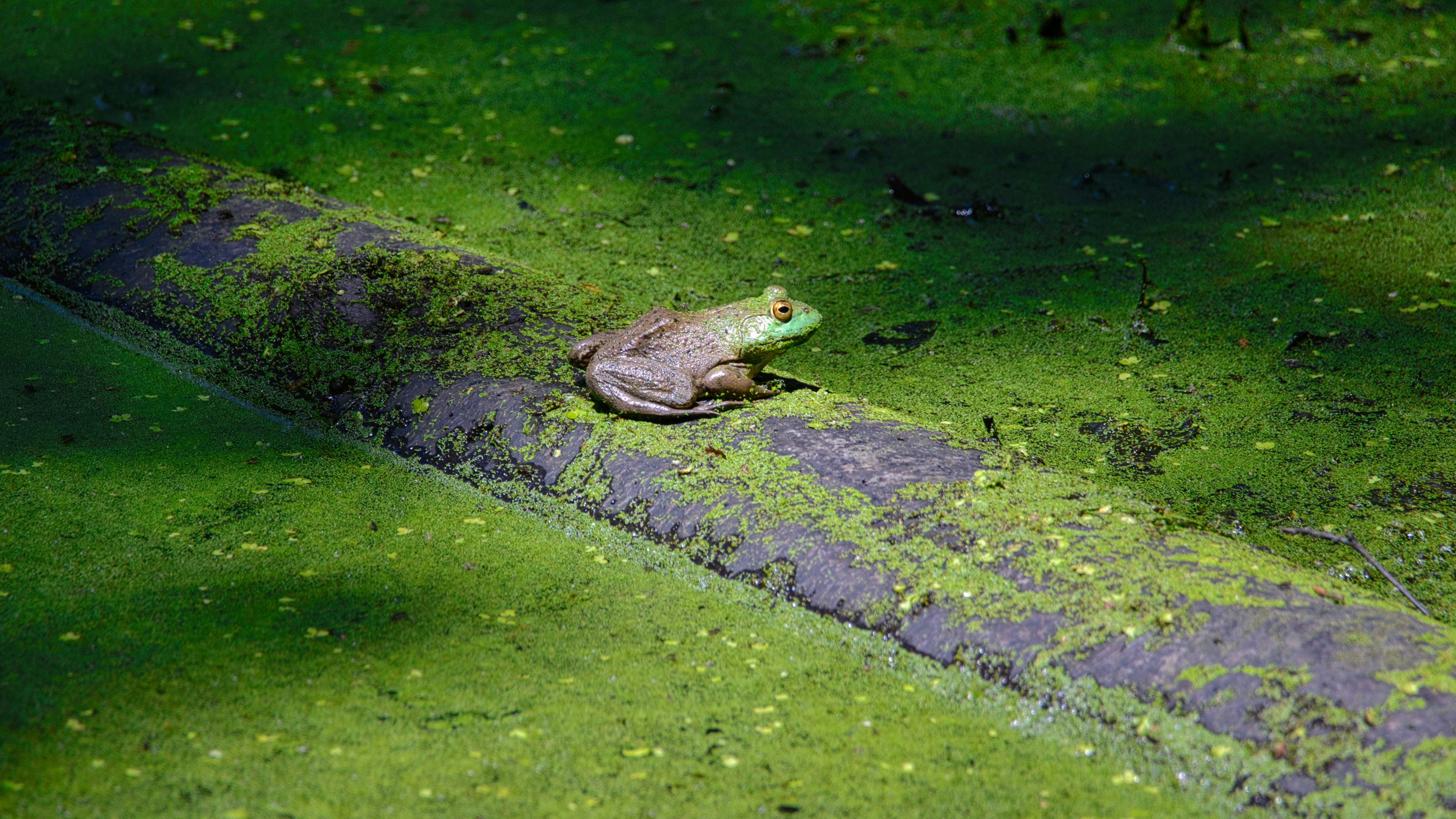 A frog is sitting on a log in the water photo – Free Frog on a log ...