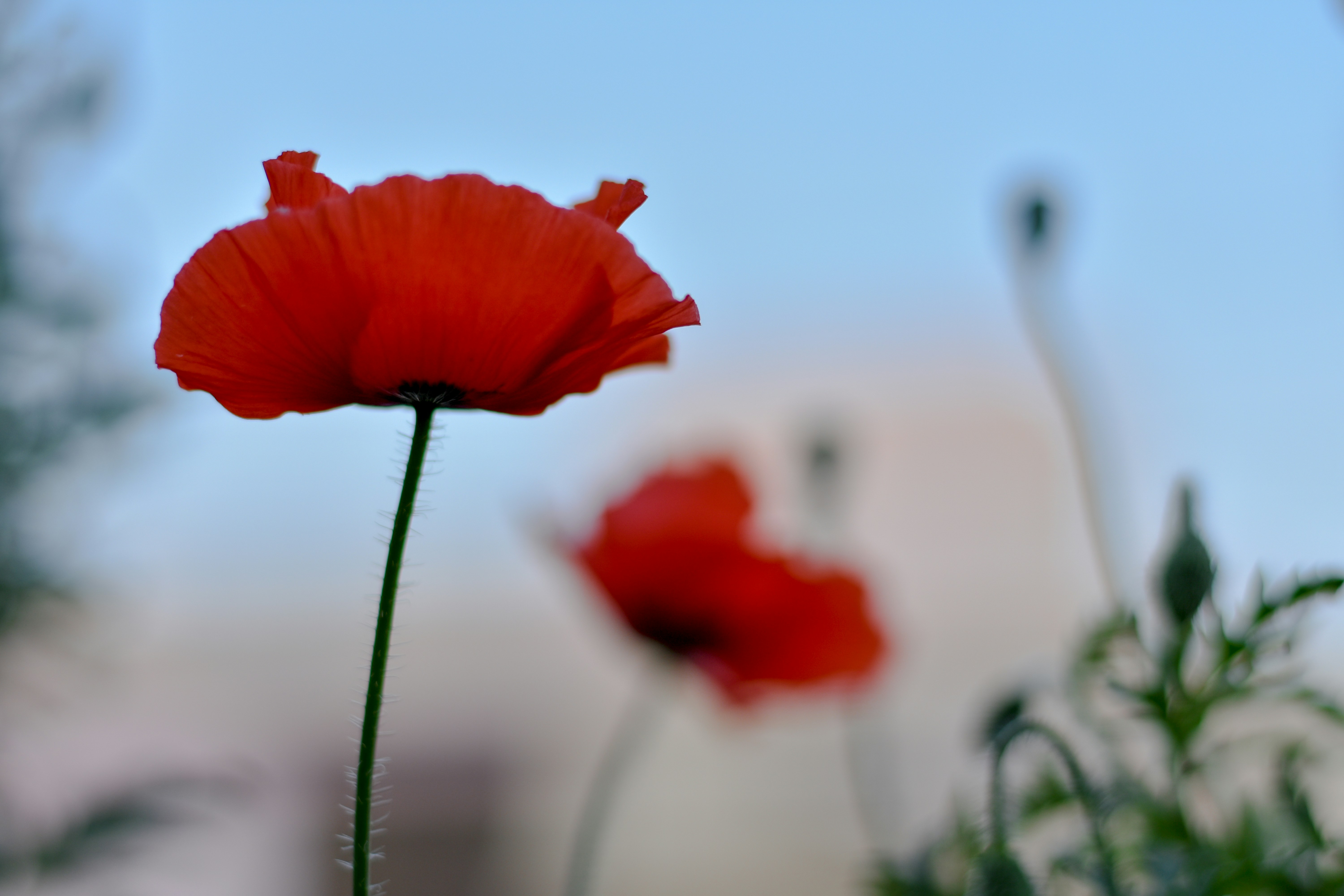 A close up of a red flower with a sky background photo – Free Wallpaper ...