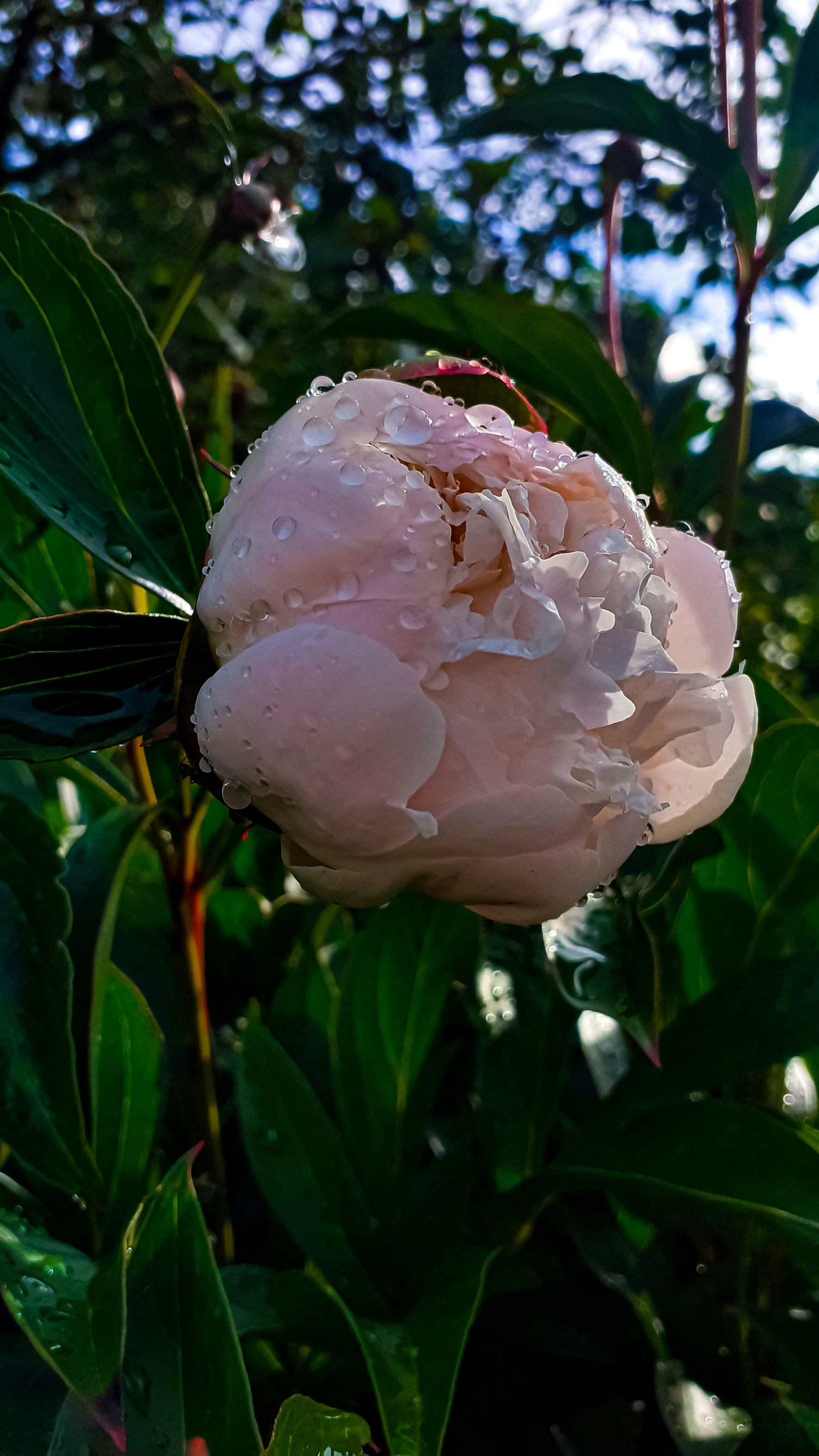 Close-up of a pale pink peony with water droplets, framed by lush green leaves in bright garden light.