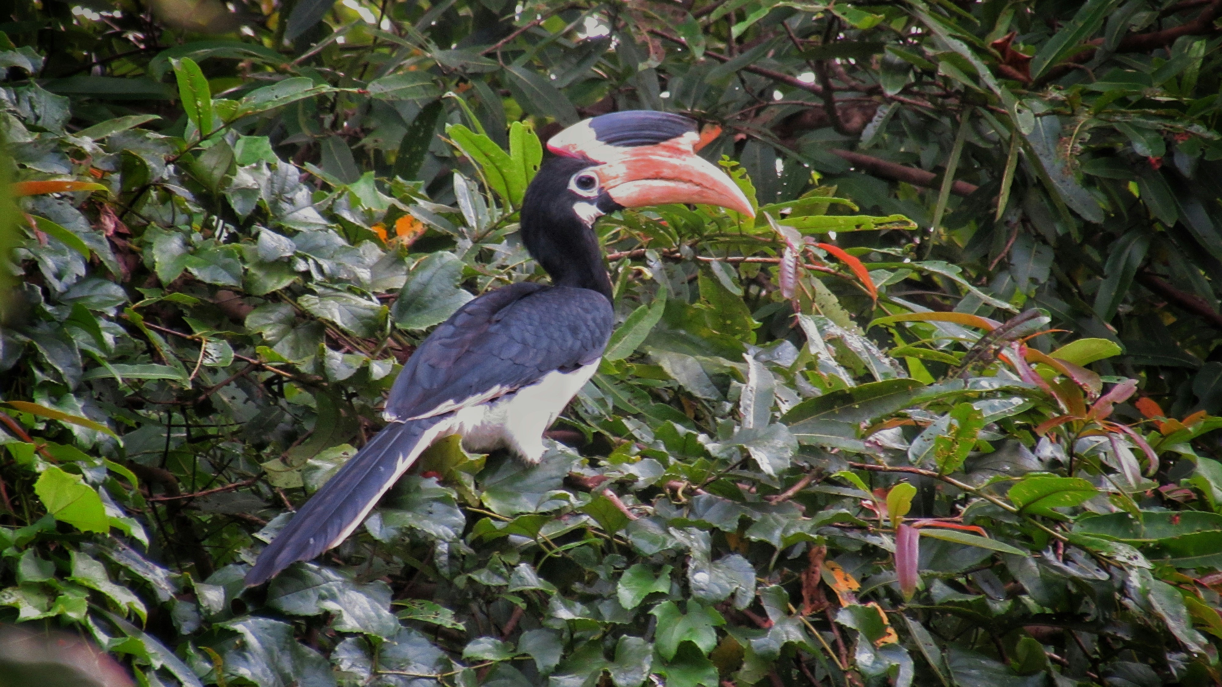 A large black-and-white bird with an oversized orange beak perched among dense green foliage.