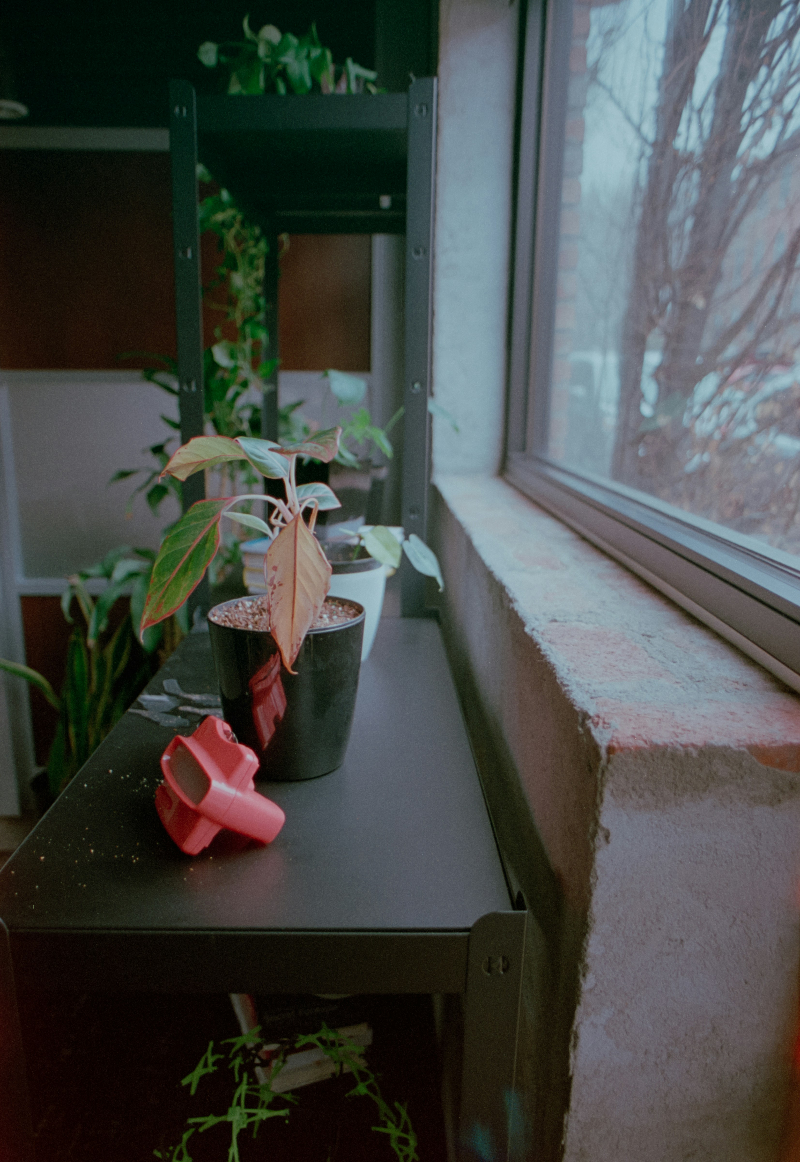 A view from inside an office near a large window. The plant has a green stem, the leaves are slightly droopy but the plant looks healthy. Shot on 35mm film with a red tint created by the selected stock.