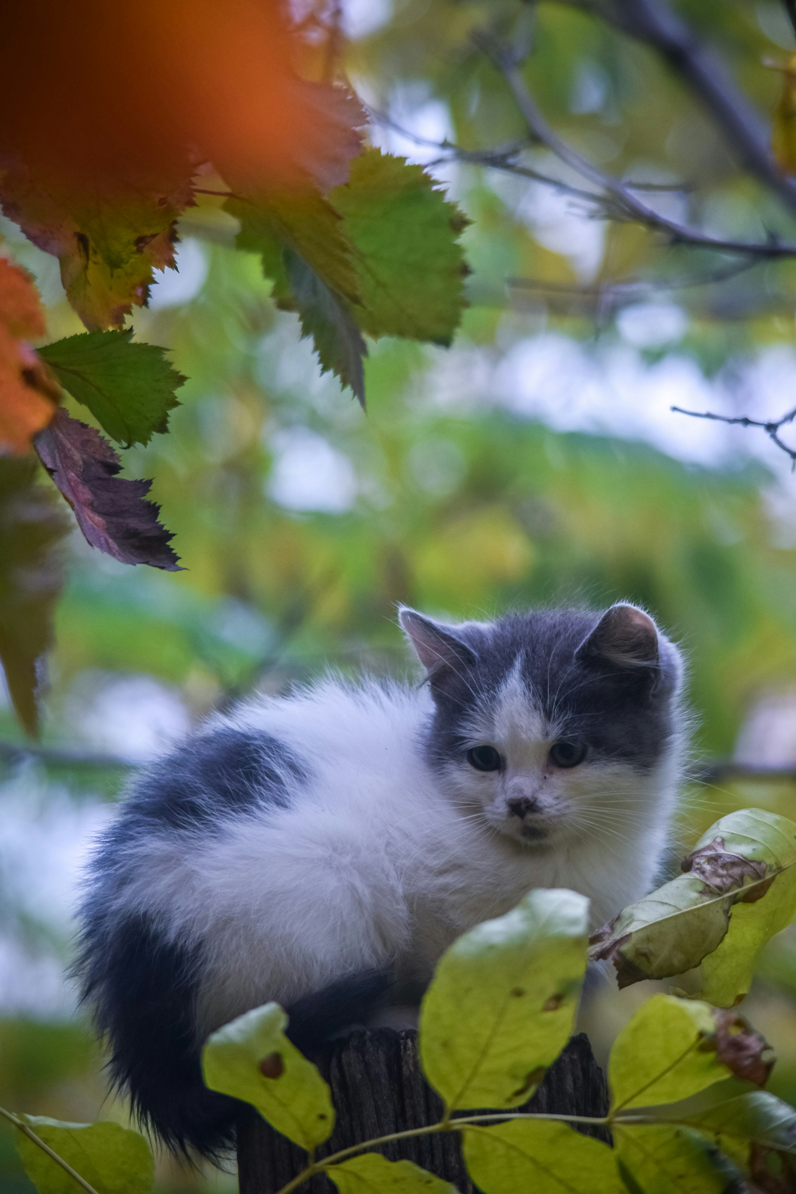 Whiskers on a Weathered Stump: a Kitten Amid Fall Leaves
