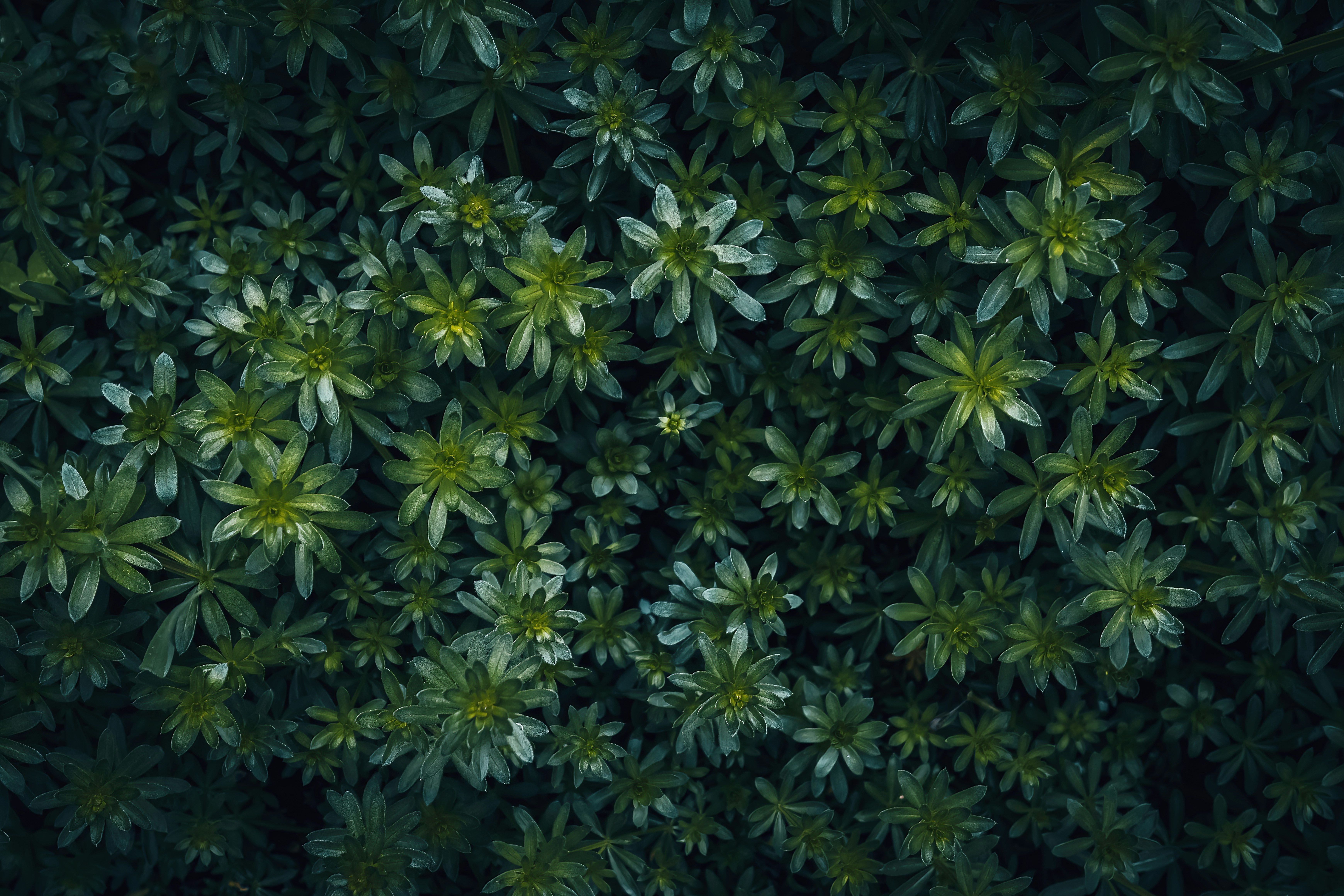 A close up of a green Hedge Bedstraw texture pattern