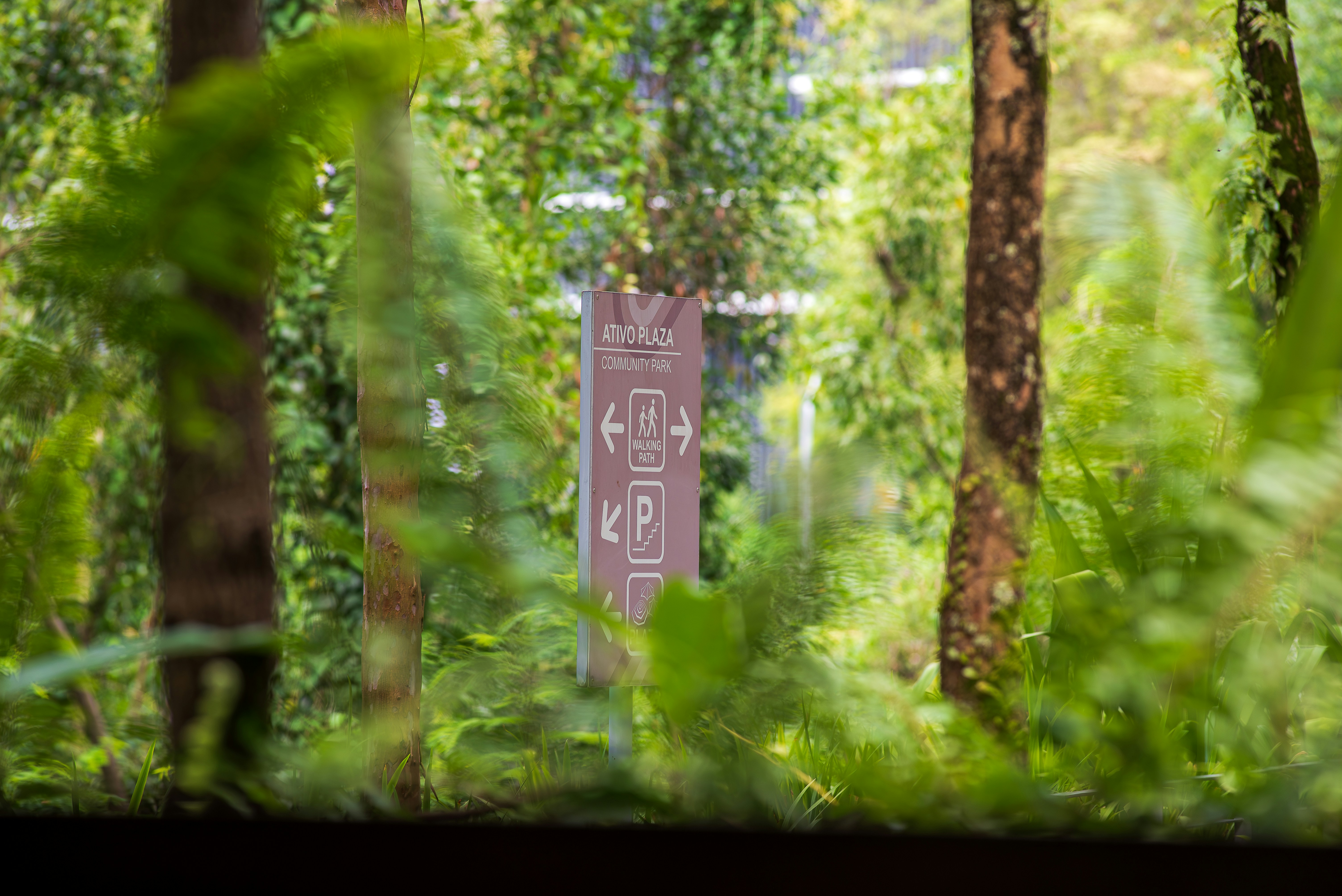 Verdant Trail Sign: A Quiet Beacon Among Ferns