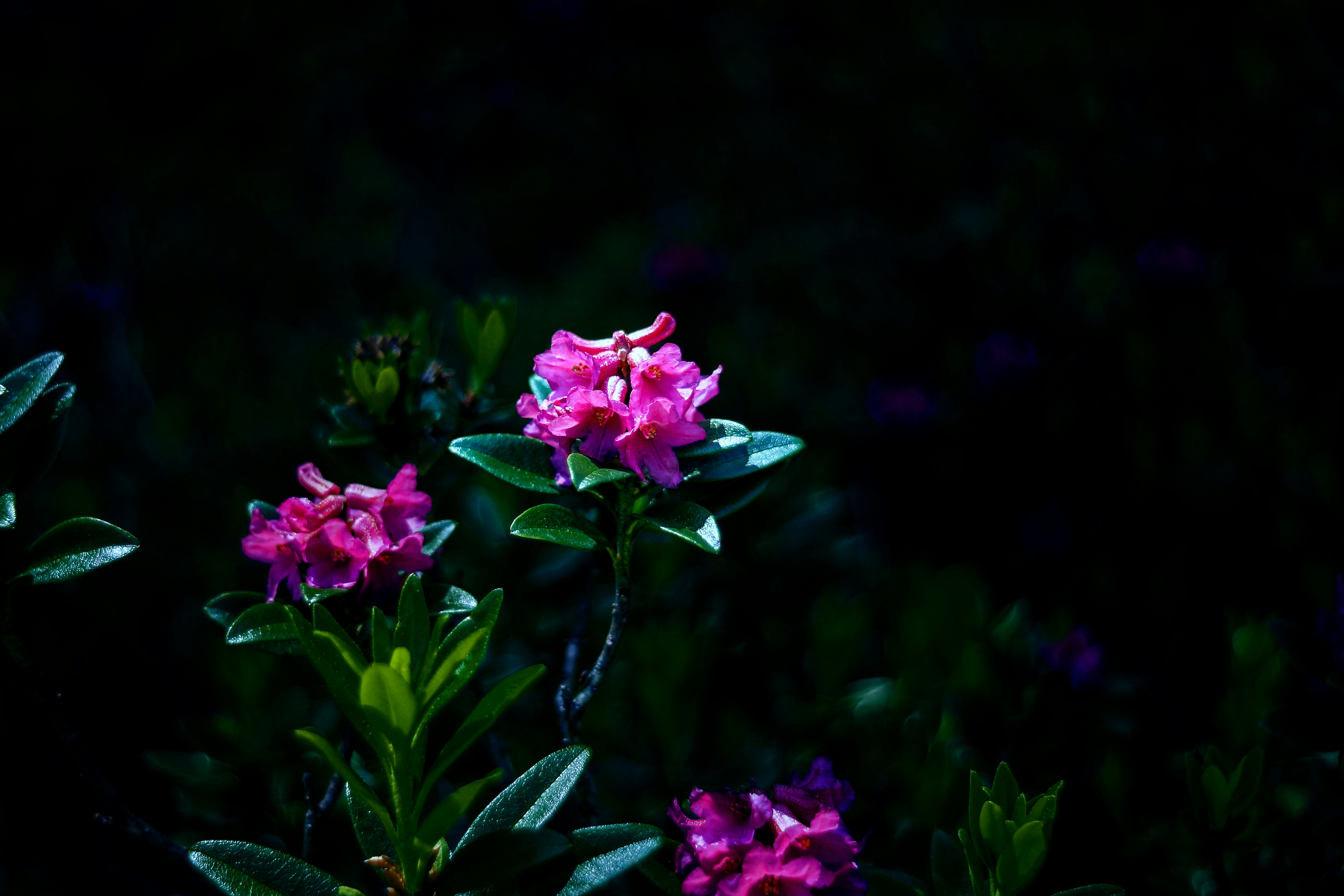 Photo by Sebastian Marx with Sony Alpha A99