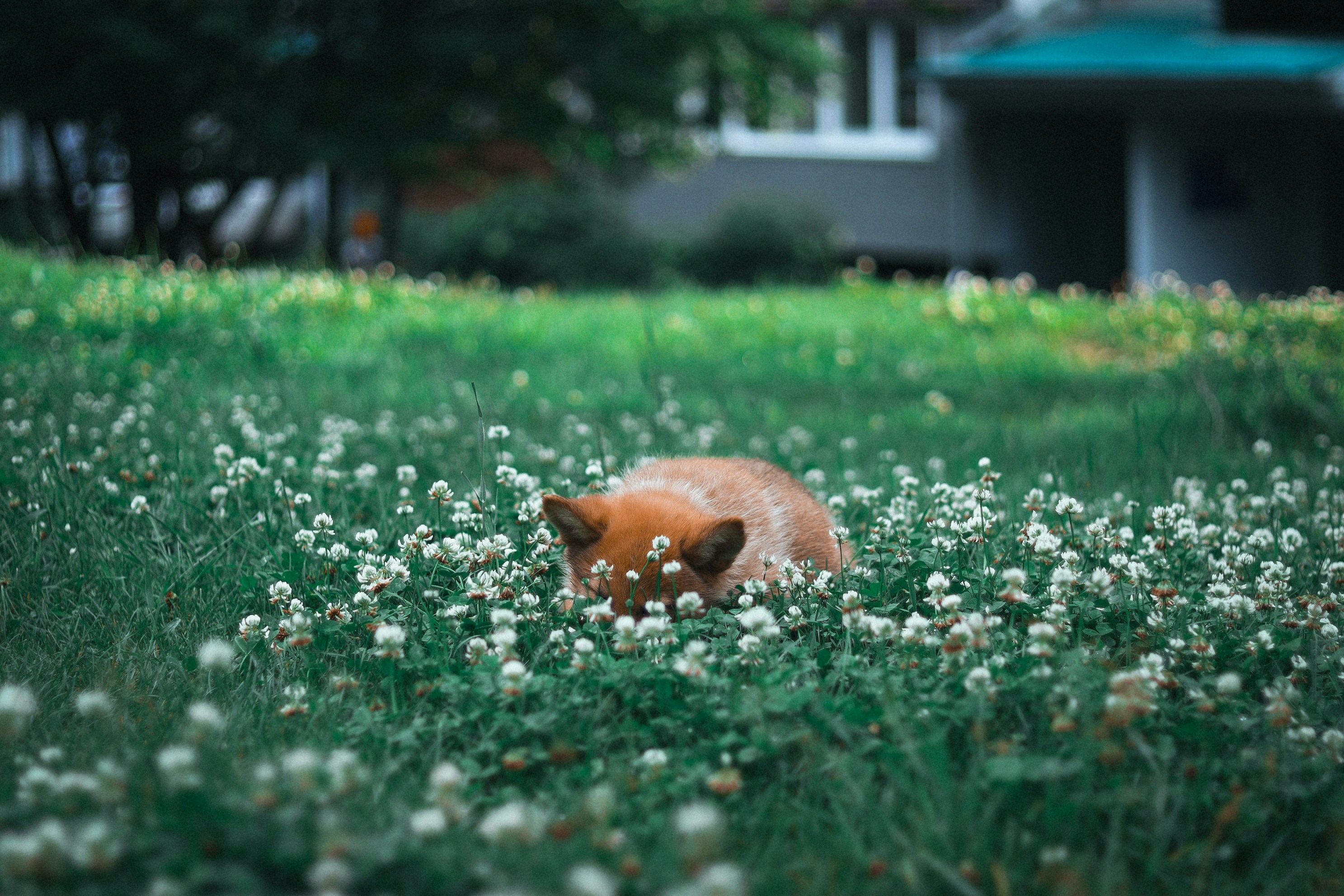 A small dog laying in a field of flowers photo – Free Dog sleeping in ...
