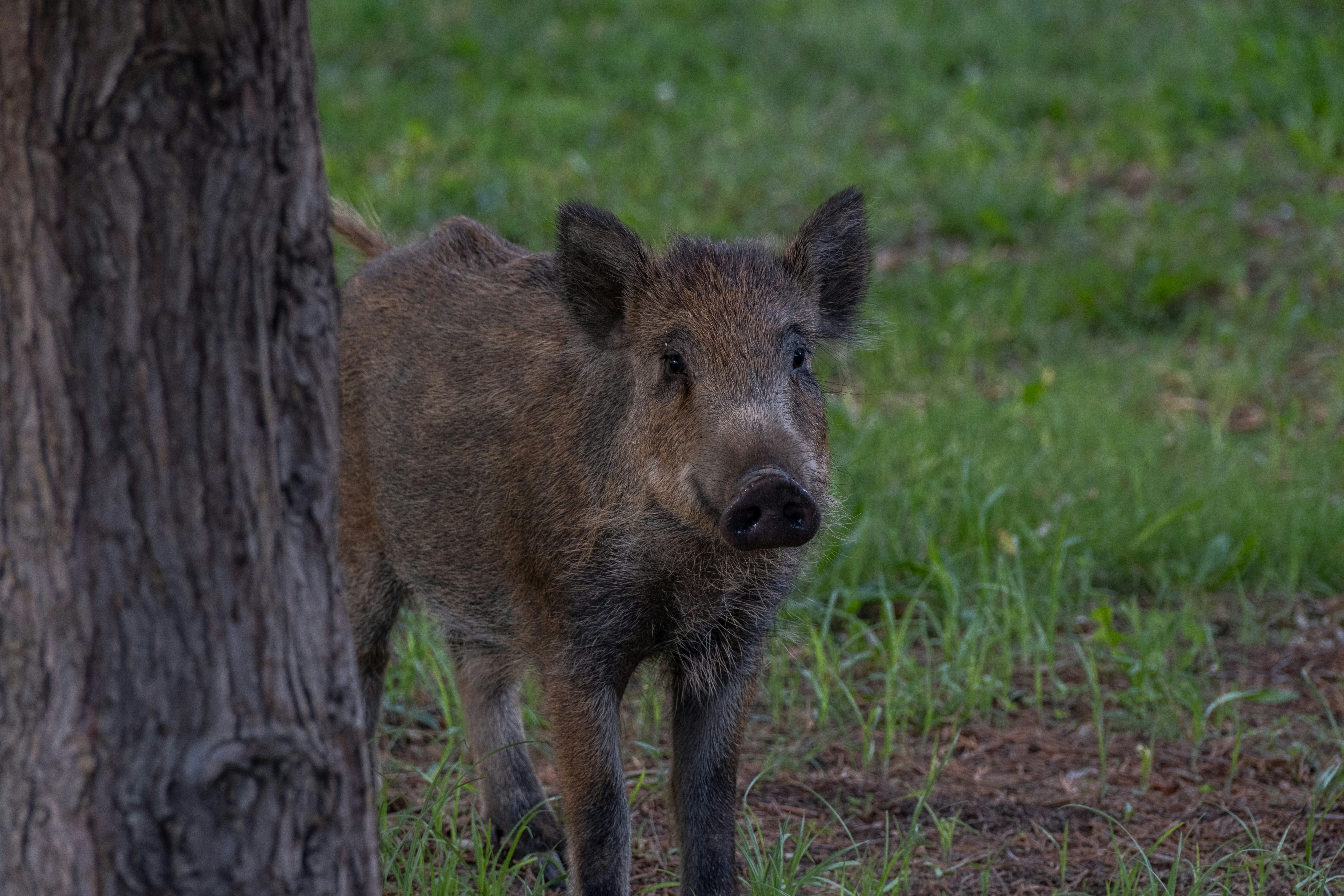 A small boar standing next to a tree photo – Free Animal Image on Unsplash