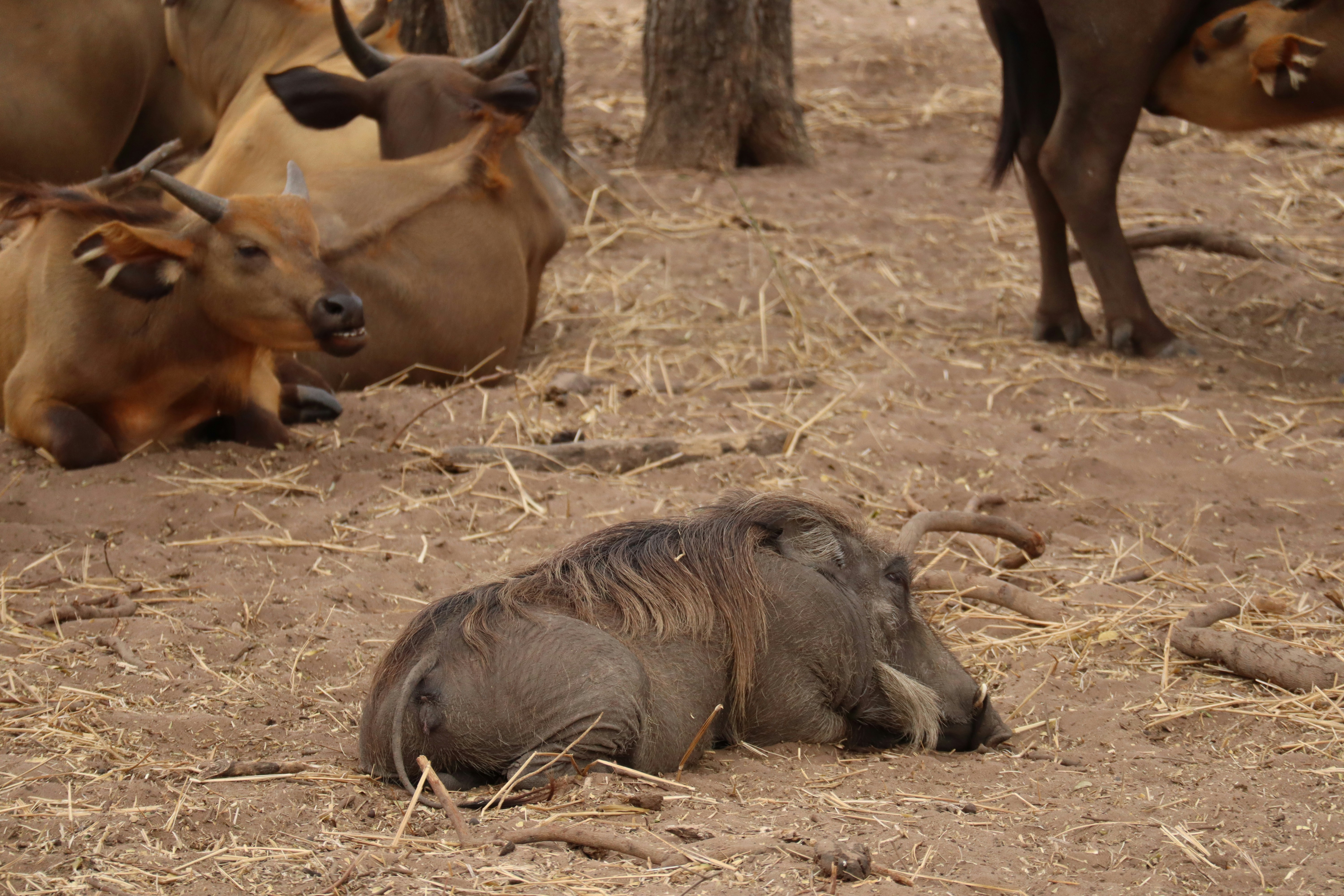 Hush on the Dusty Plain: A Lone Rest Among Curious Horns