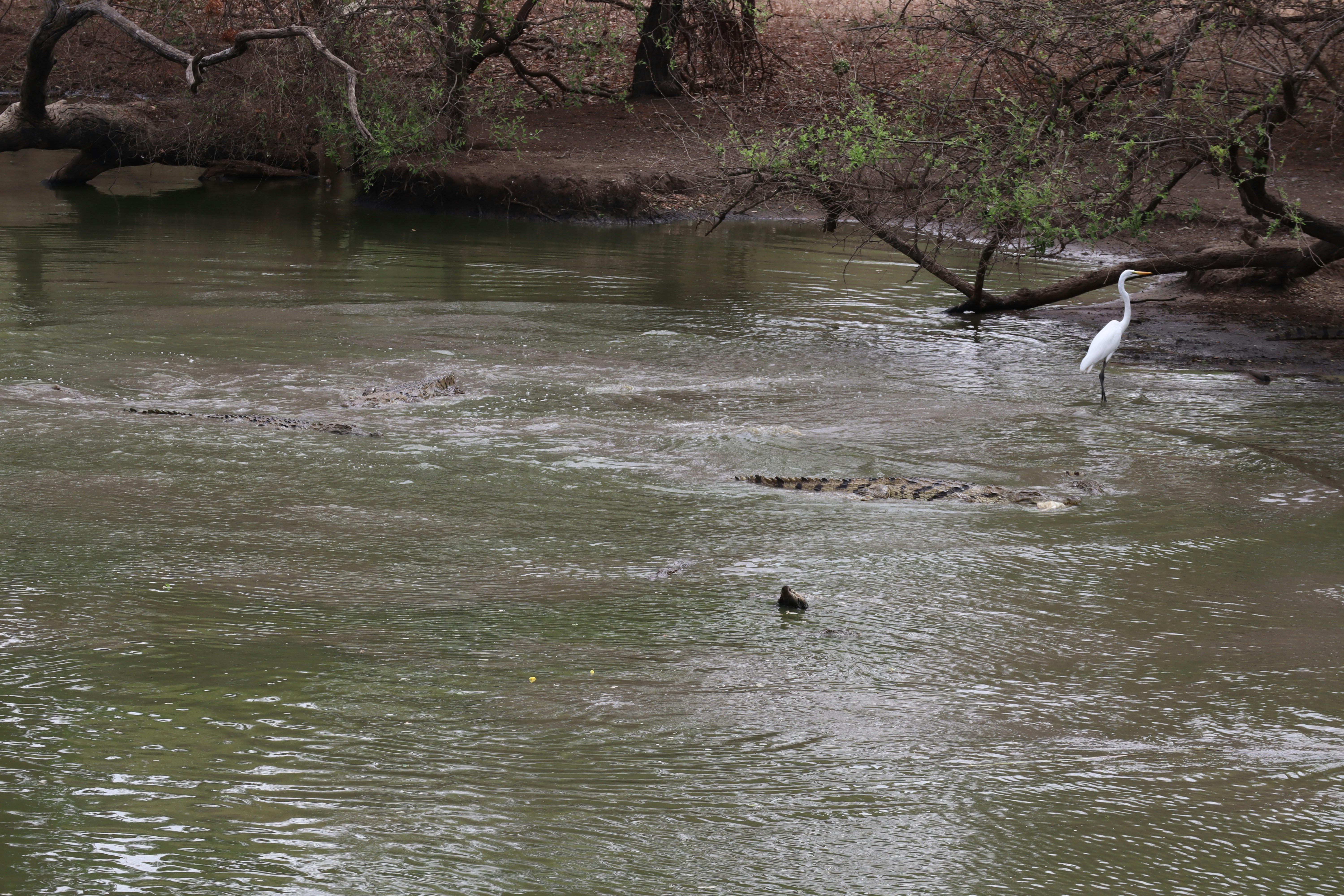 White Egret at the River's Edge