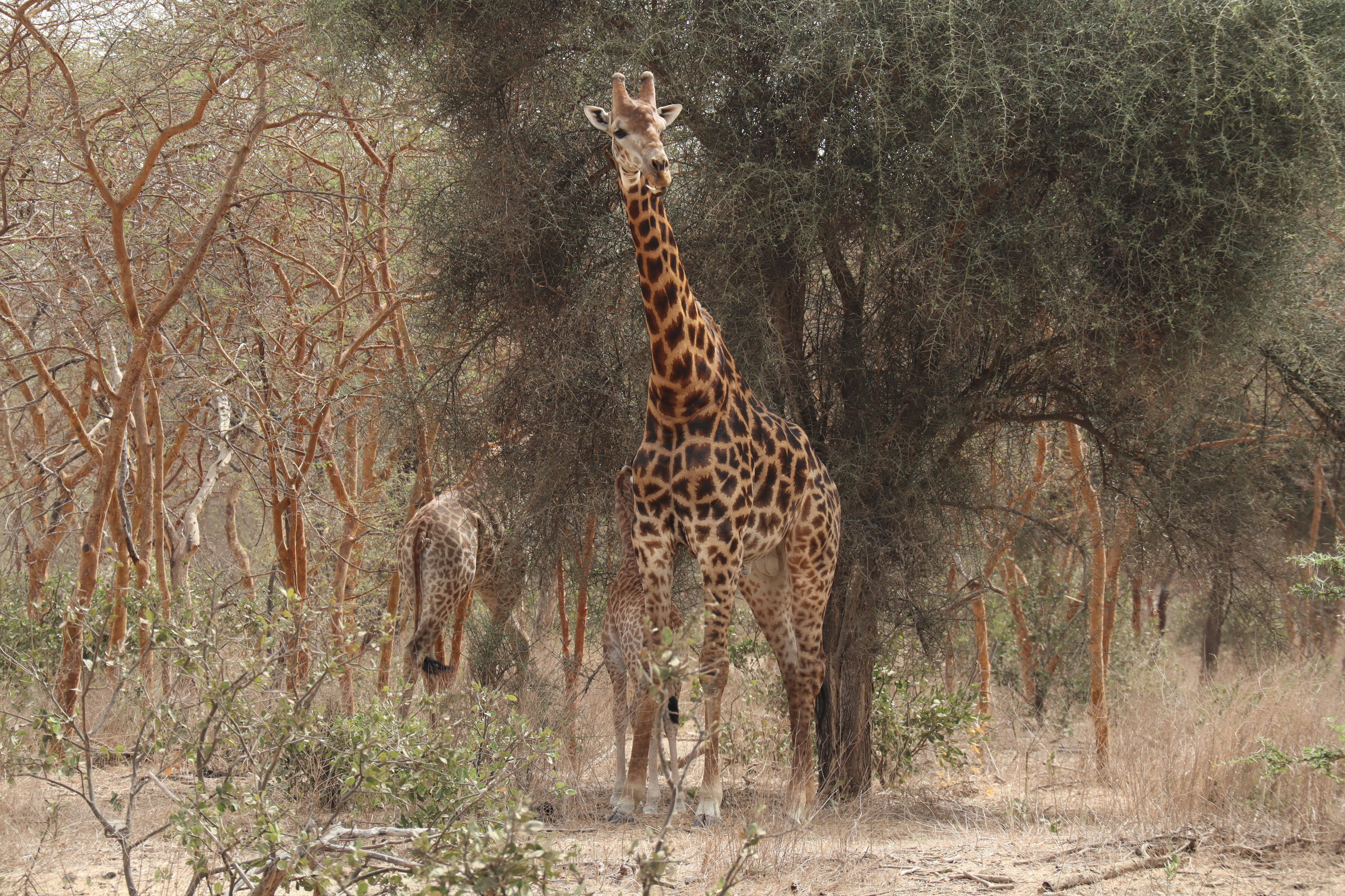 Giraffe Among Dry Brush: A Quiet Sentinel Under Sparse Savanna Light