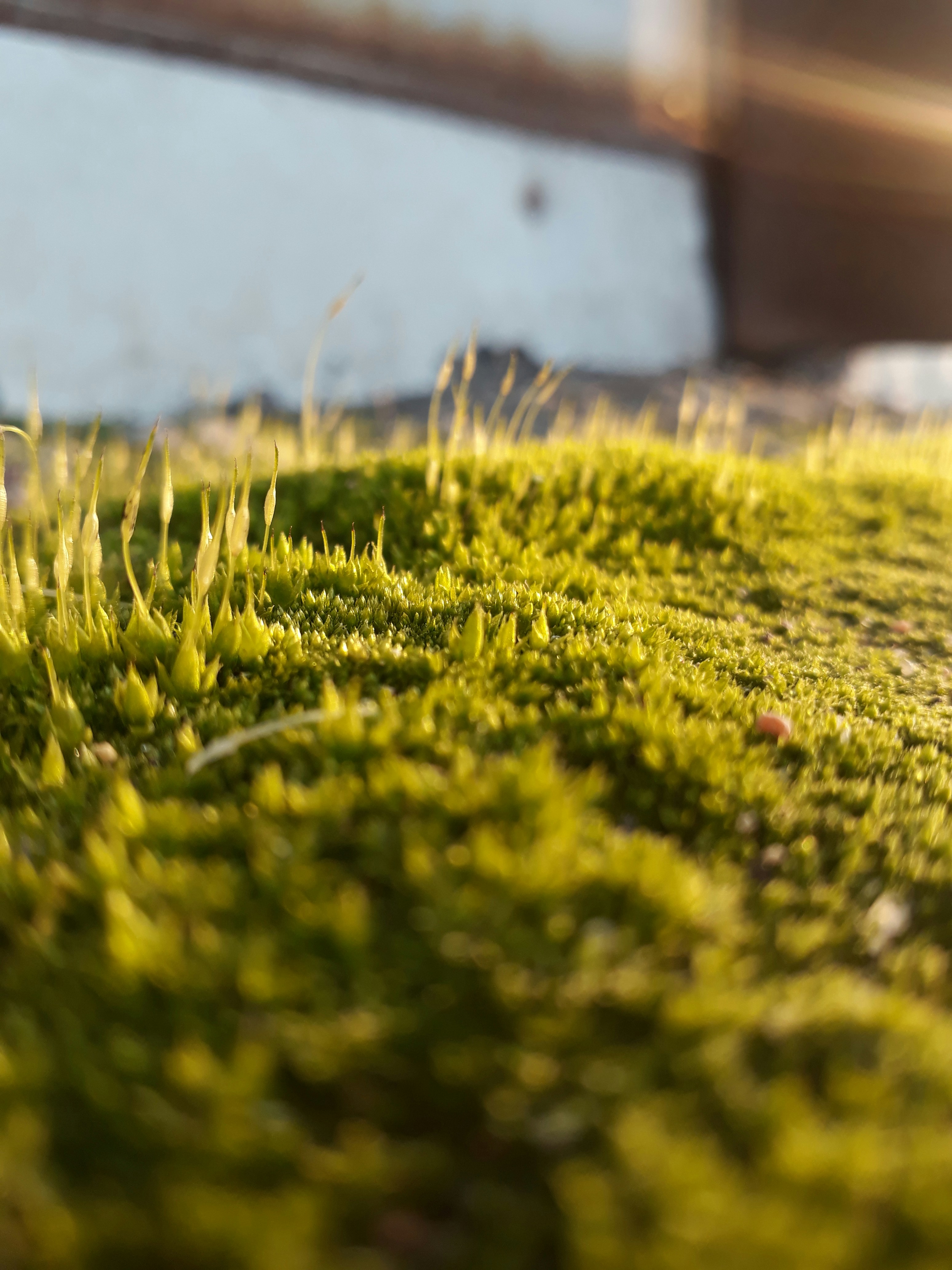 Sunlit Moss Carpet: A Ground-Level Macro Study of Green Texture