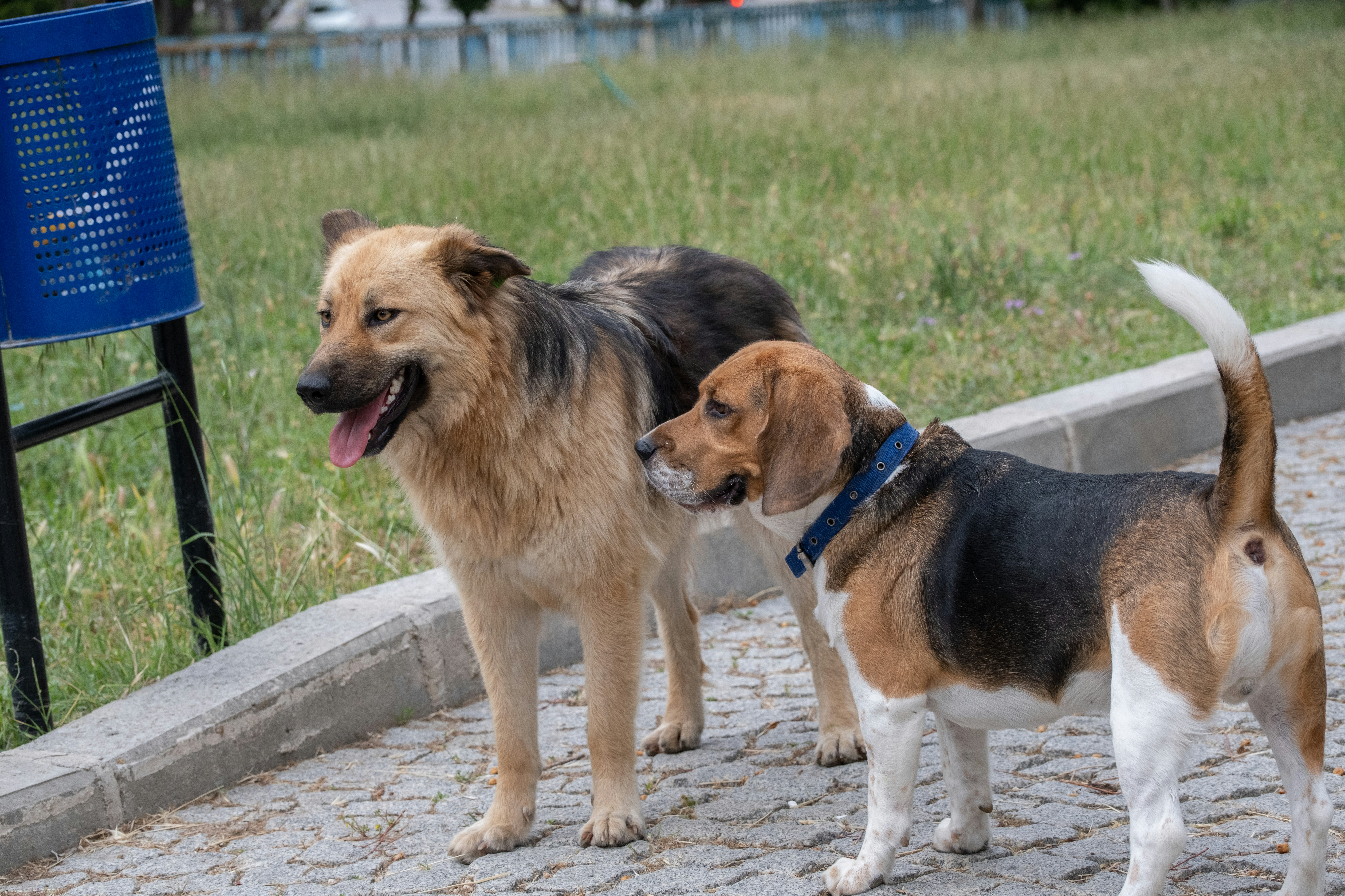 Two Dogs on a Park Path: A Curious Exchange under the Open Sky