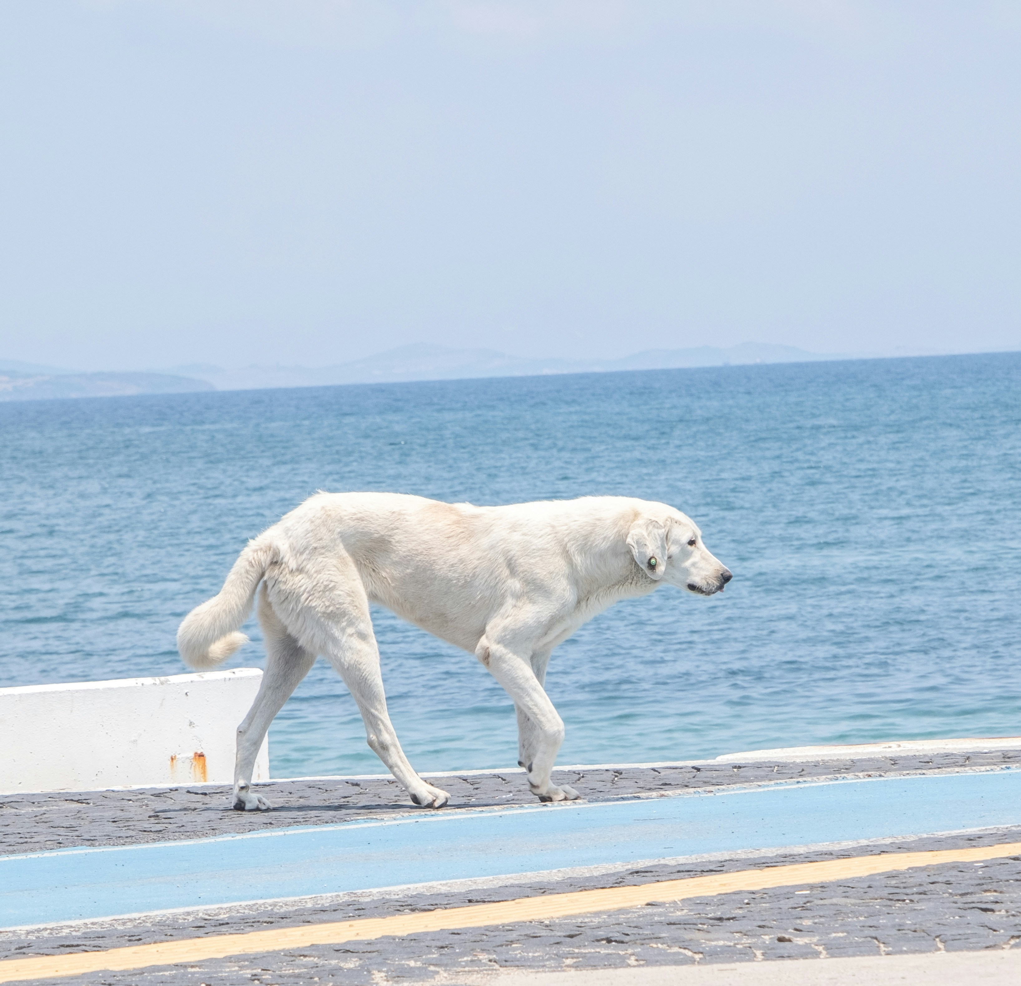 White Wanderer on the Seaside Promenade