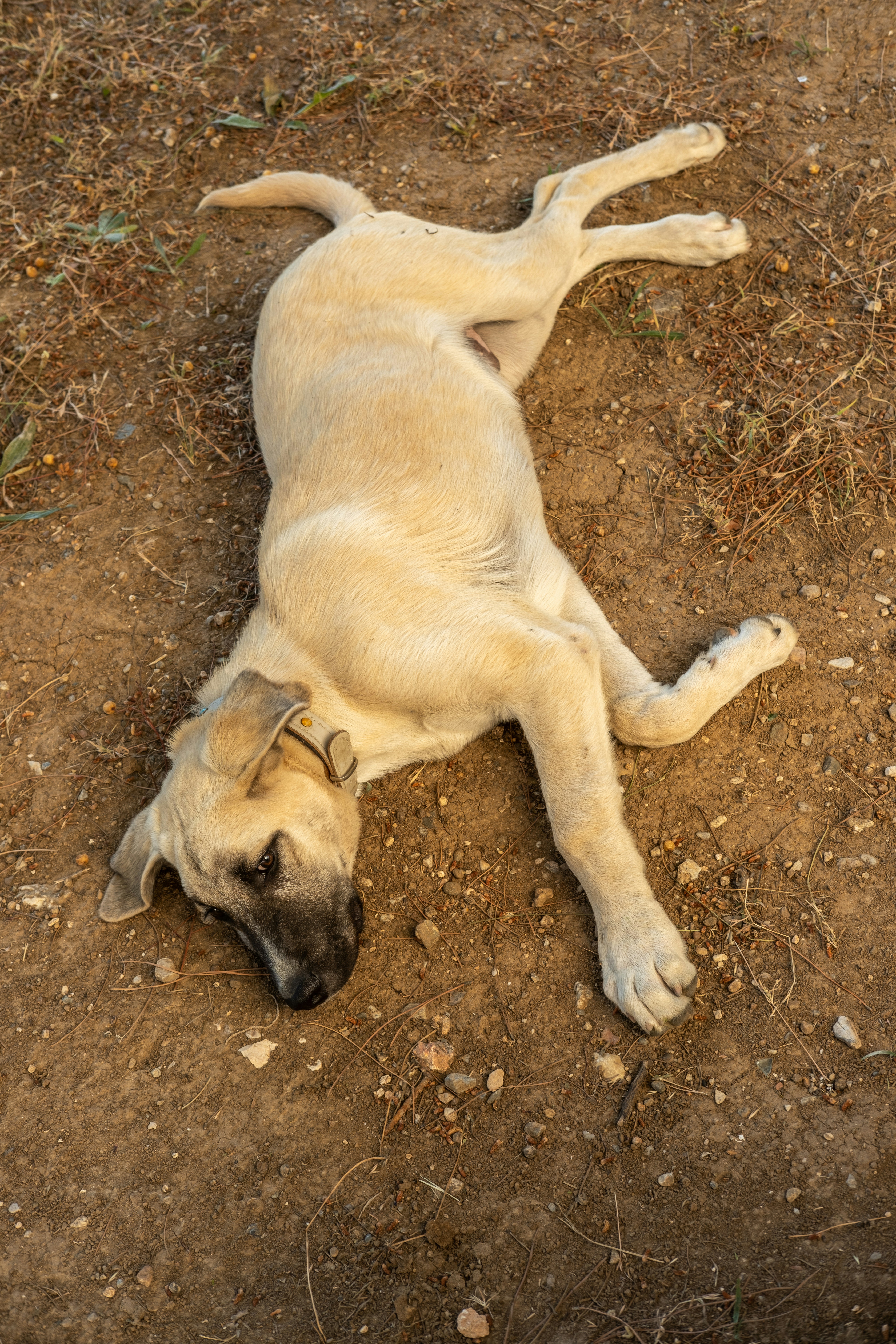 Sun-Warmed Tranquility: A Golden Hound Reposes on Dusty Ground