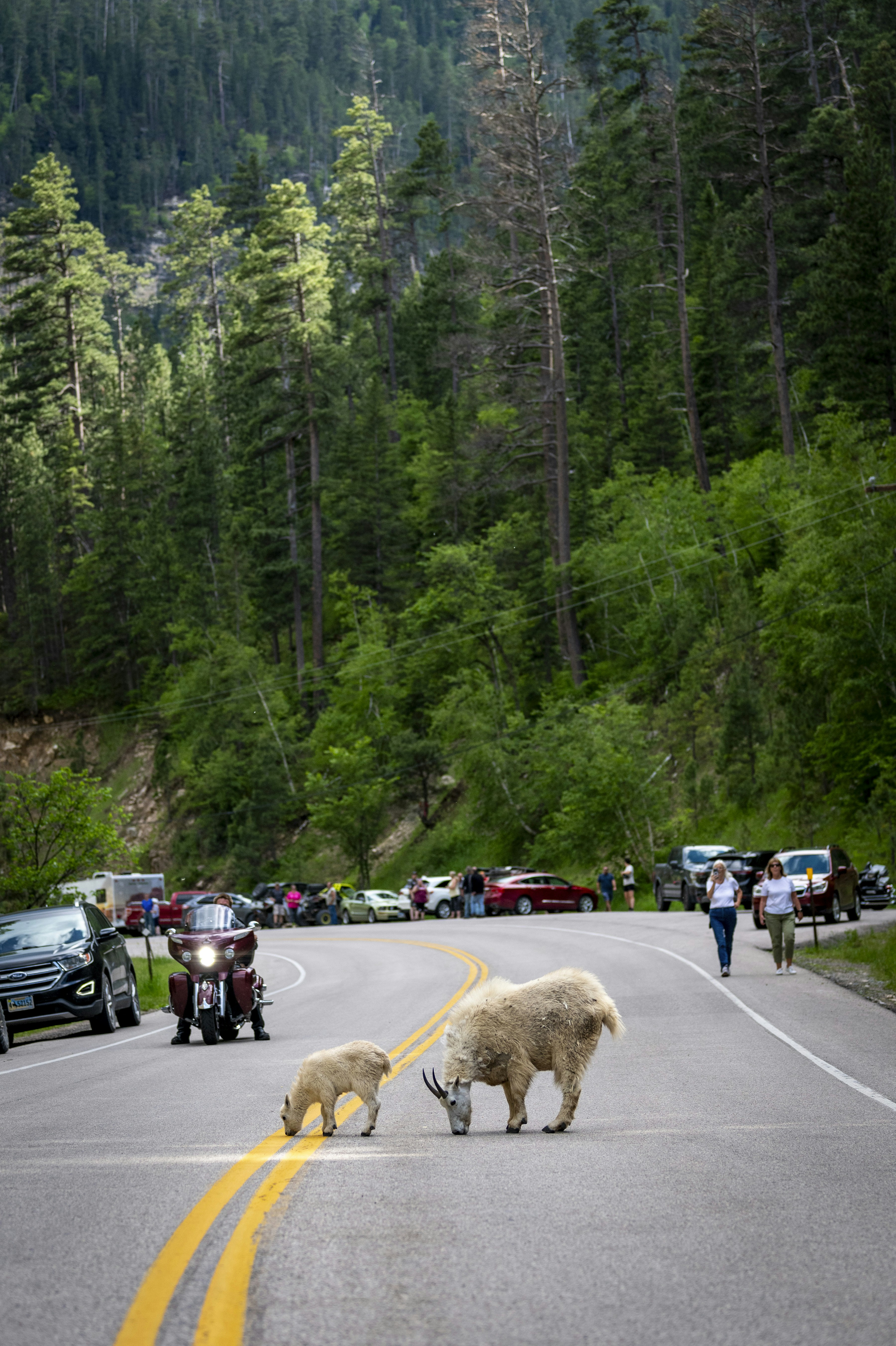 Elk Family Crossing a Serpentine Mountain Road as Tourists Watch