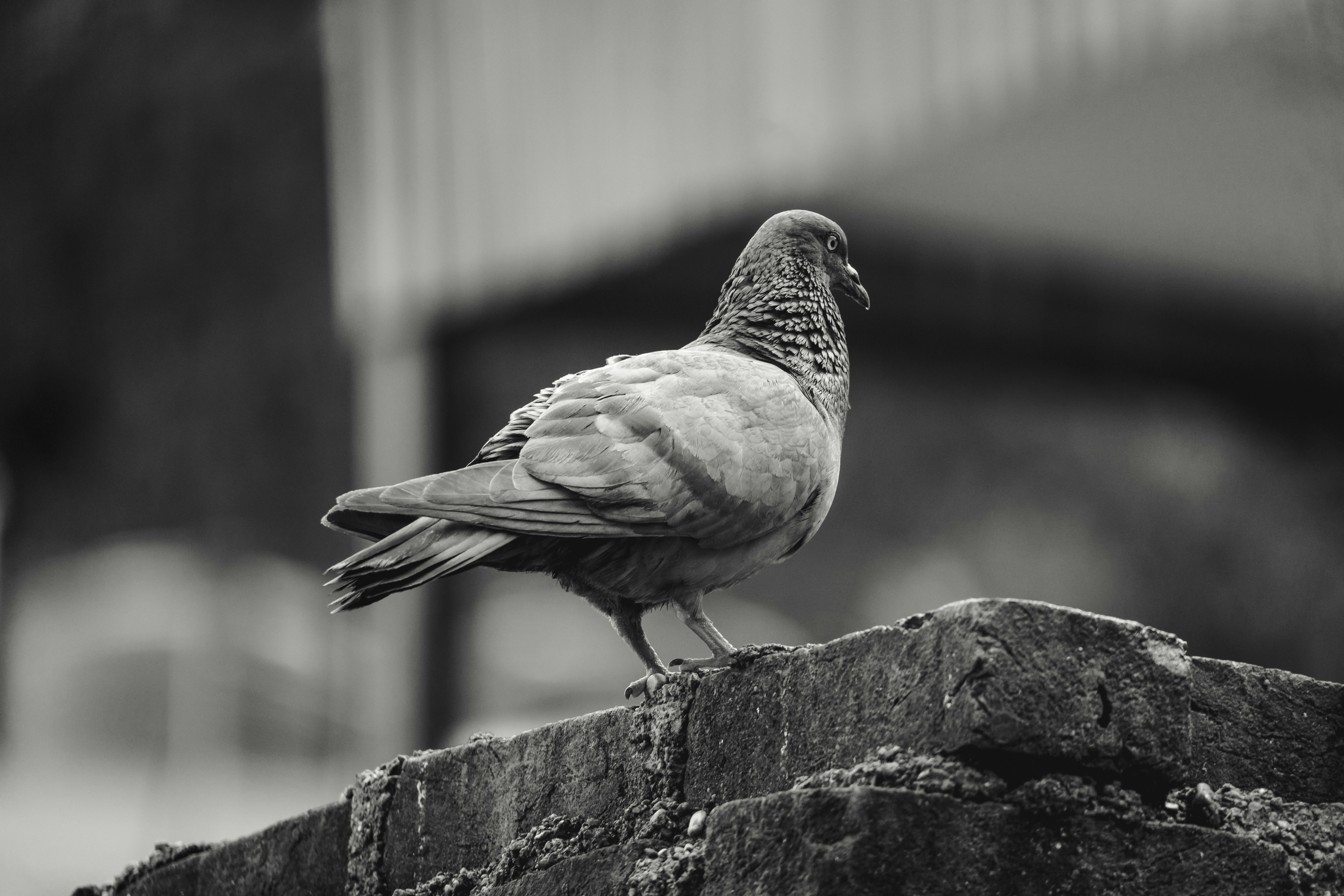 Pigeon on Weathered Granite: A Quiet Monochrome Moment in the City