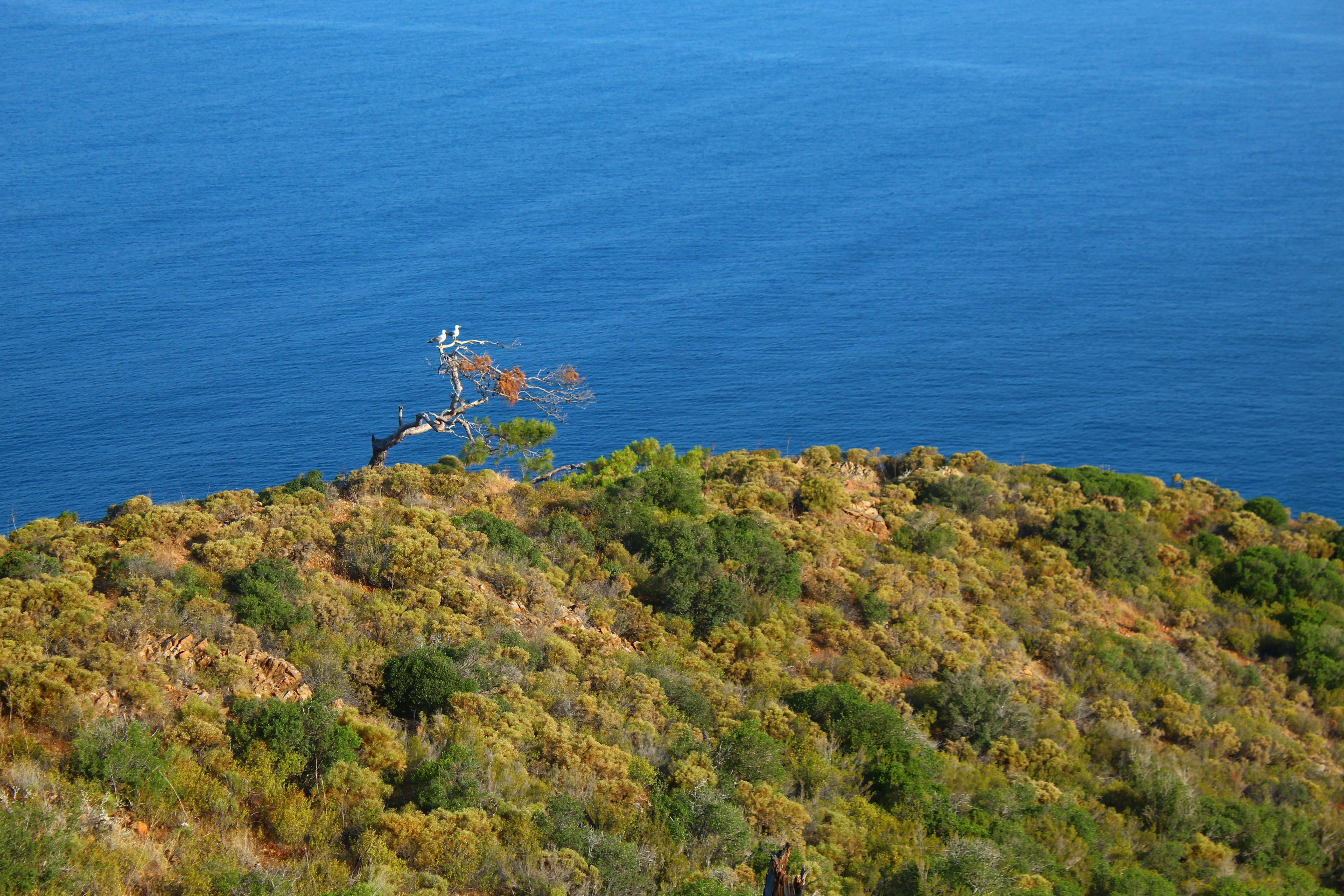 Lone Windswept Tree at the Cliff's Edge Over a Cobalt Sea