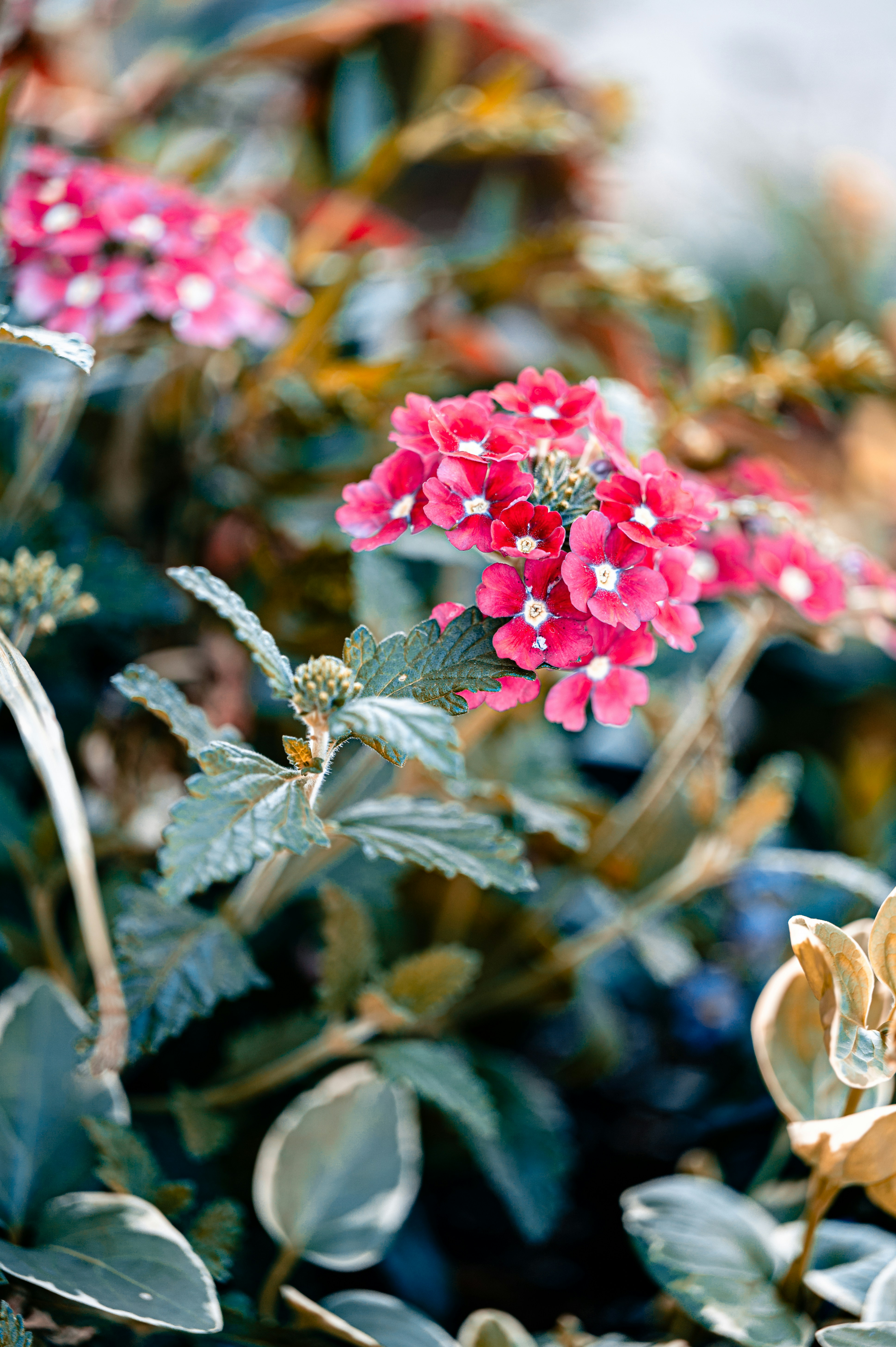 Rosy Verbena in Velvet Depth of Field