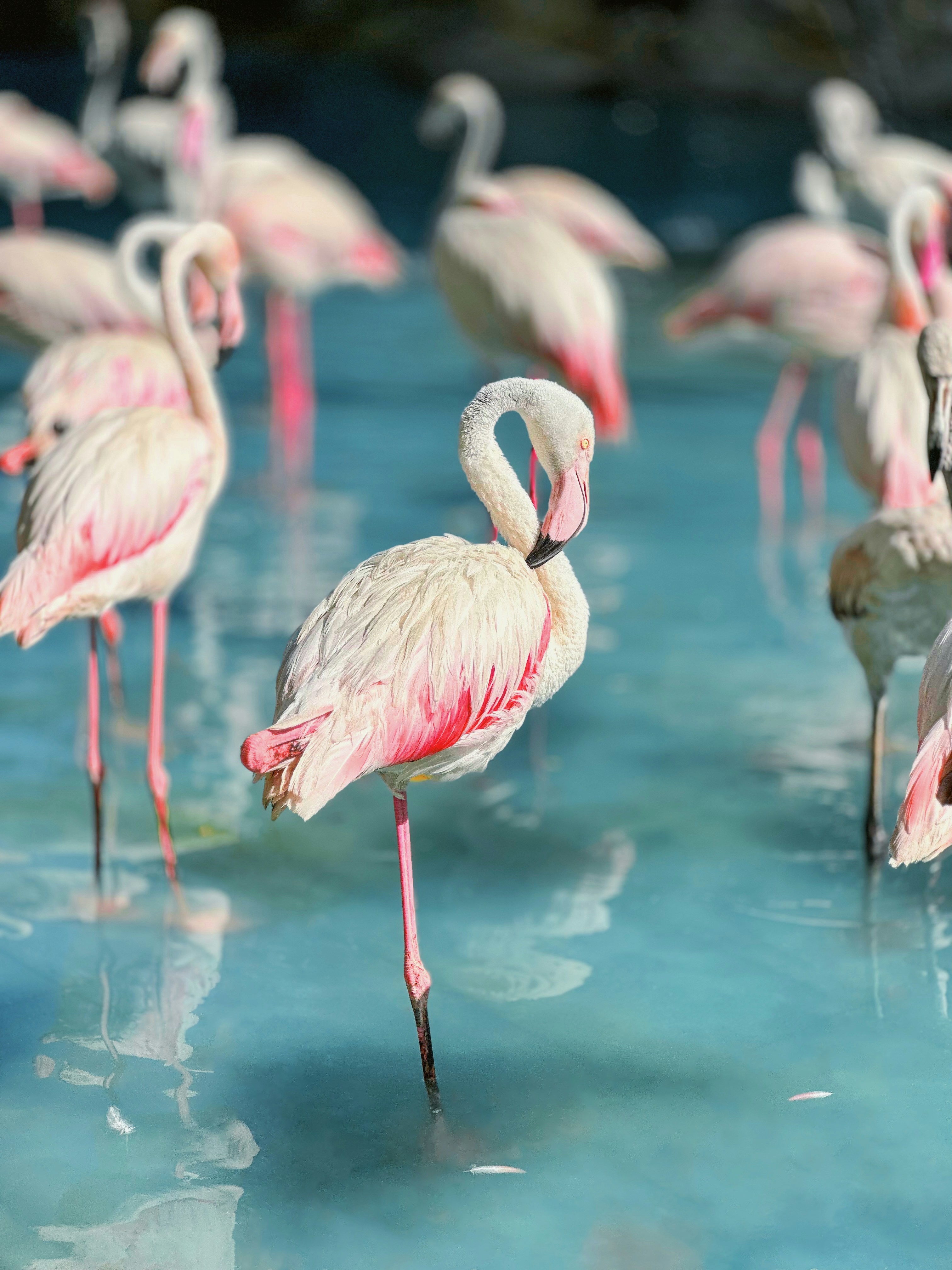 A group of flamingos standing in a pool of water photo – Free Çatalca ...