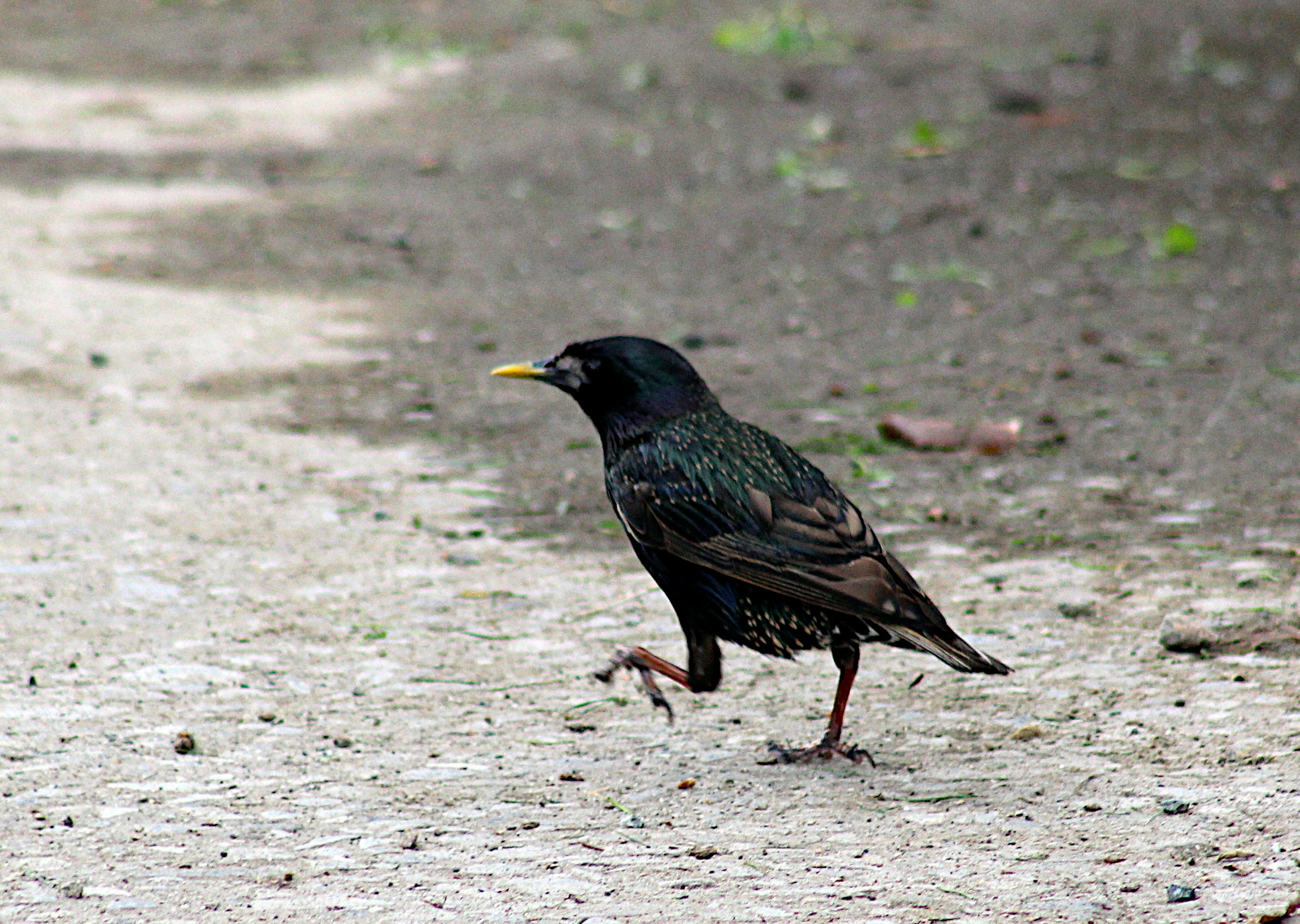 Iridescent Footfalls on a Dusty Path: A Lone Starling