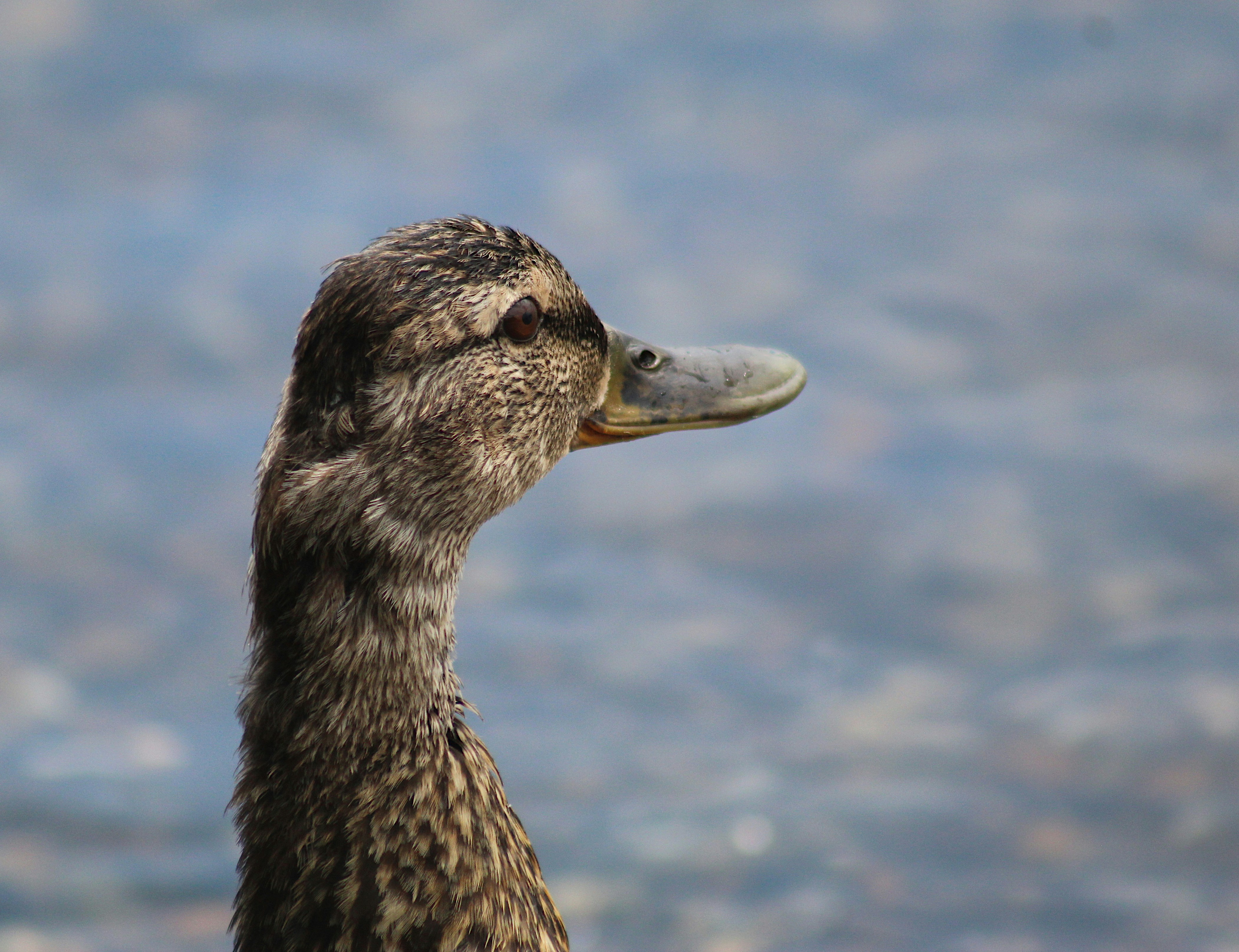 Close-Range Mallard Portrait: Watchful Gaze by Quiet Ripples