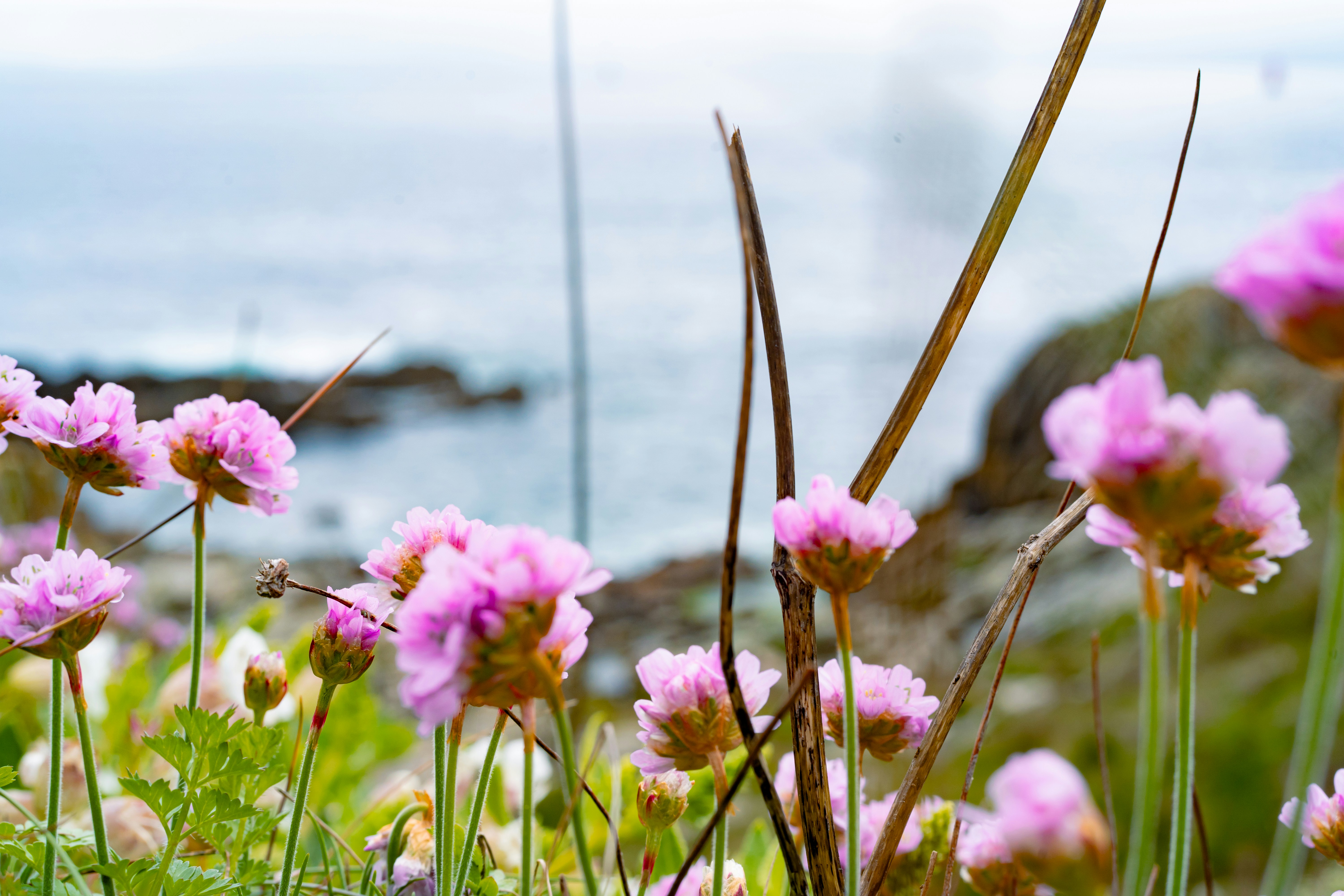 Coastal Pink: Close-up Wildflowers Framing a Seaside Blur