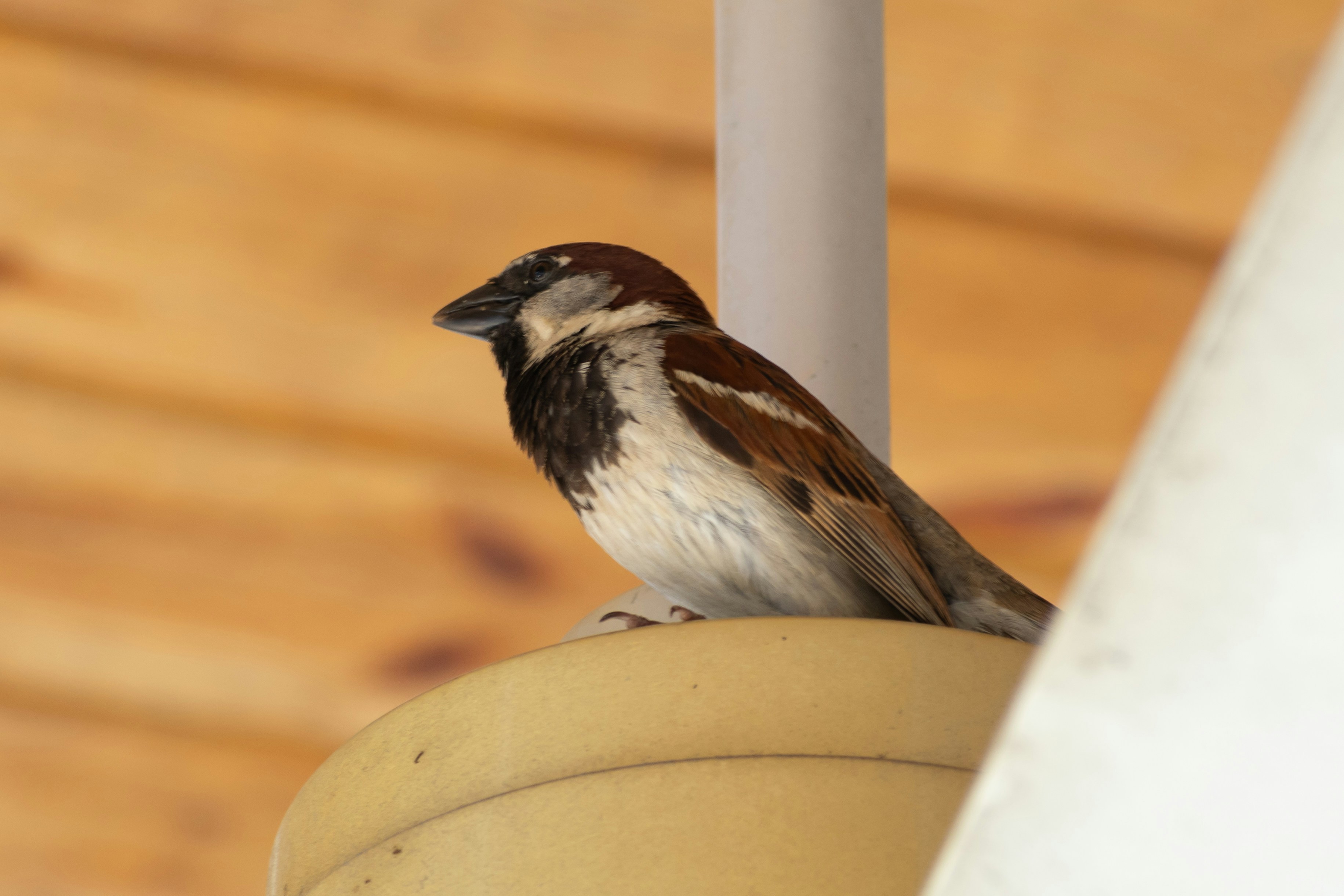 Sparrow on a Pale Lantern Against Golden Wood