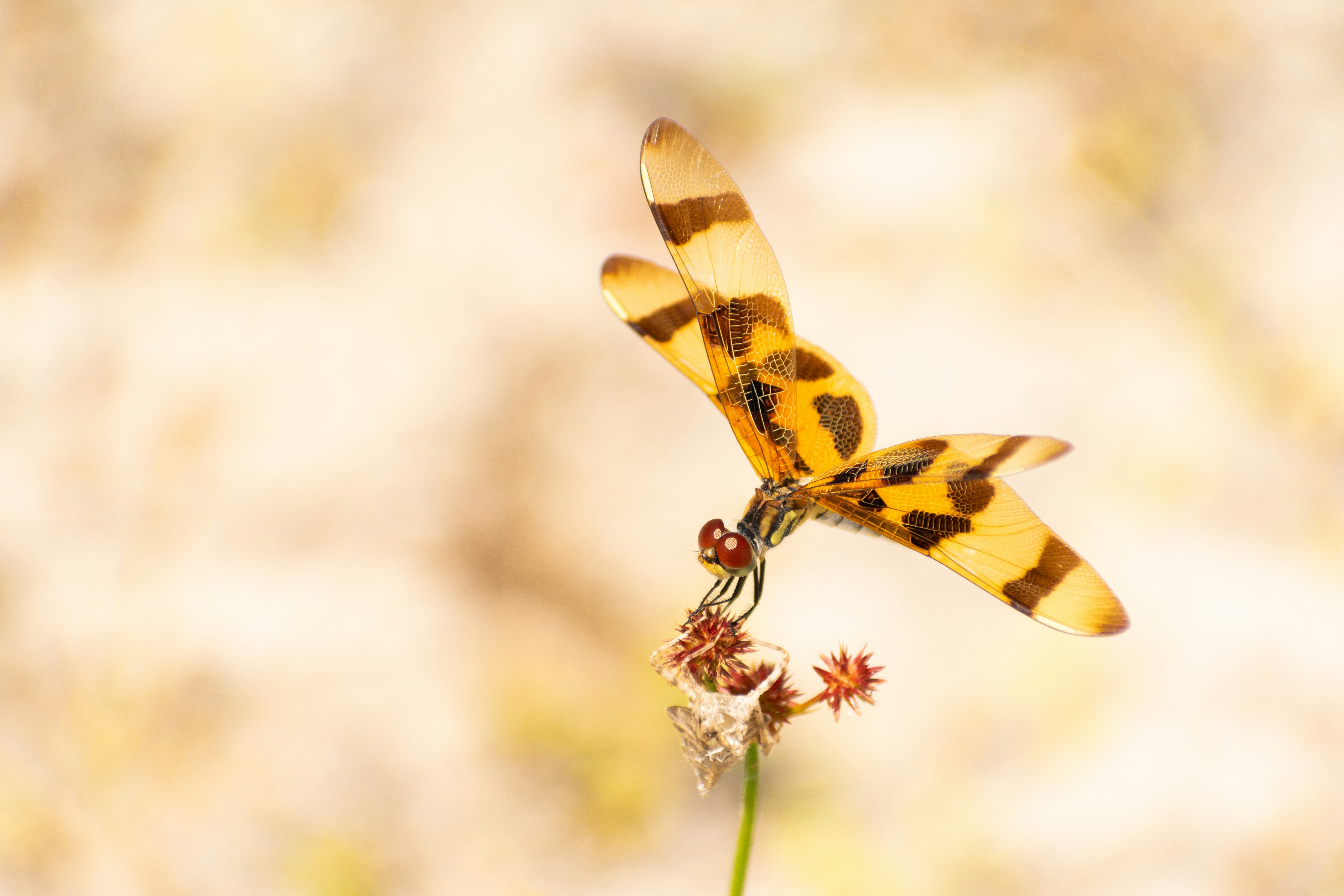 Amber-Checkered Butterfly on a Delicate Seedhead in Soft Sun