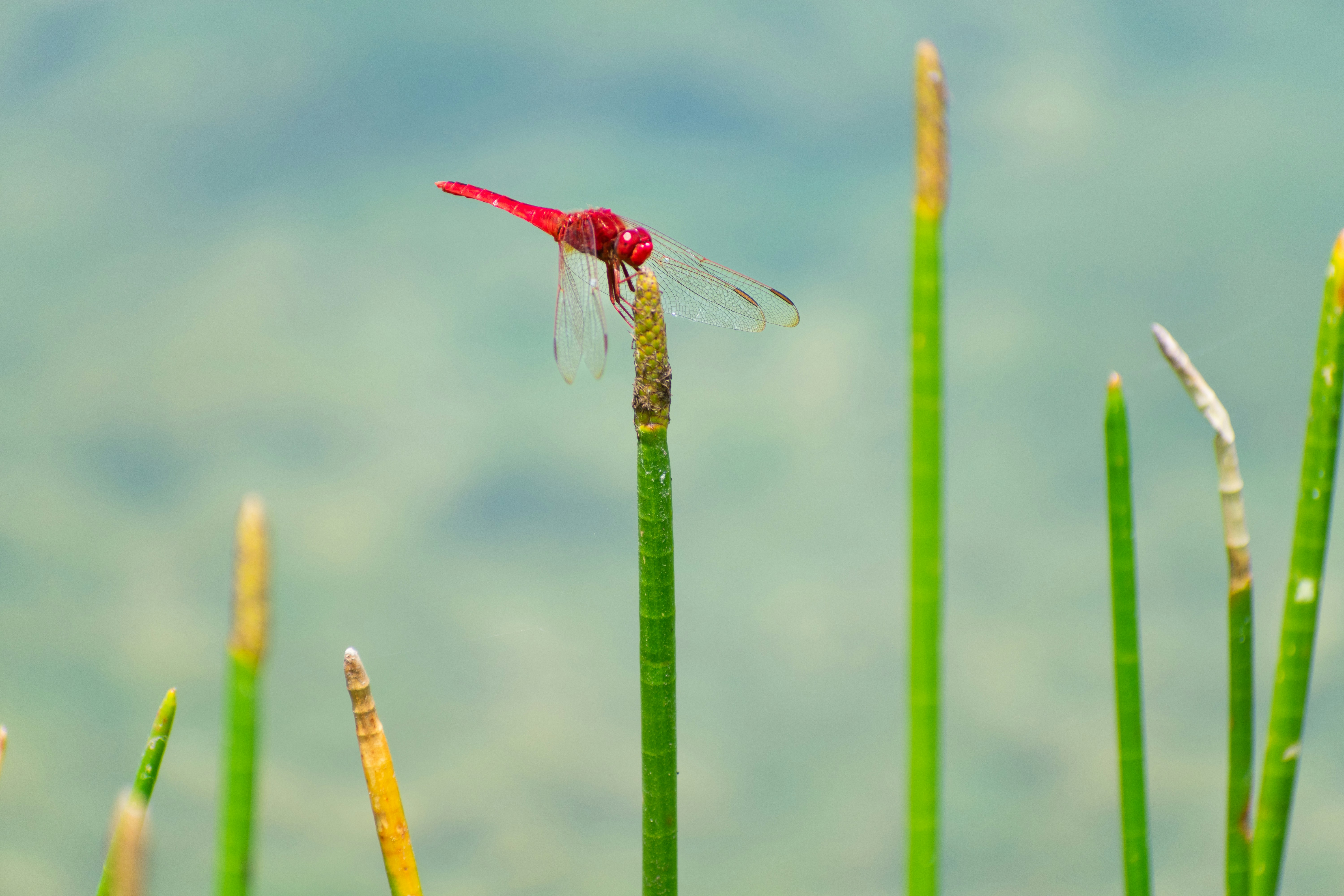 Crimson Dragonfly Perched on a Narrow Reed Over a Quiet, Misty Lake
