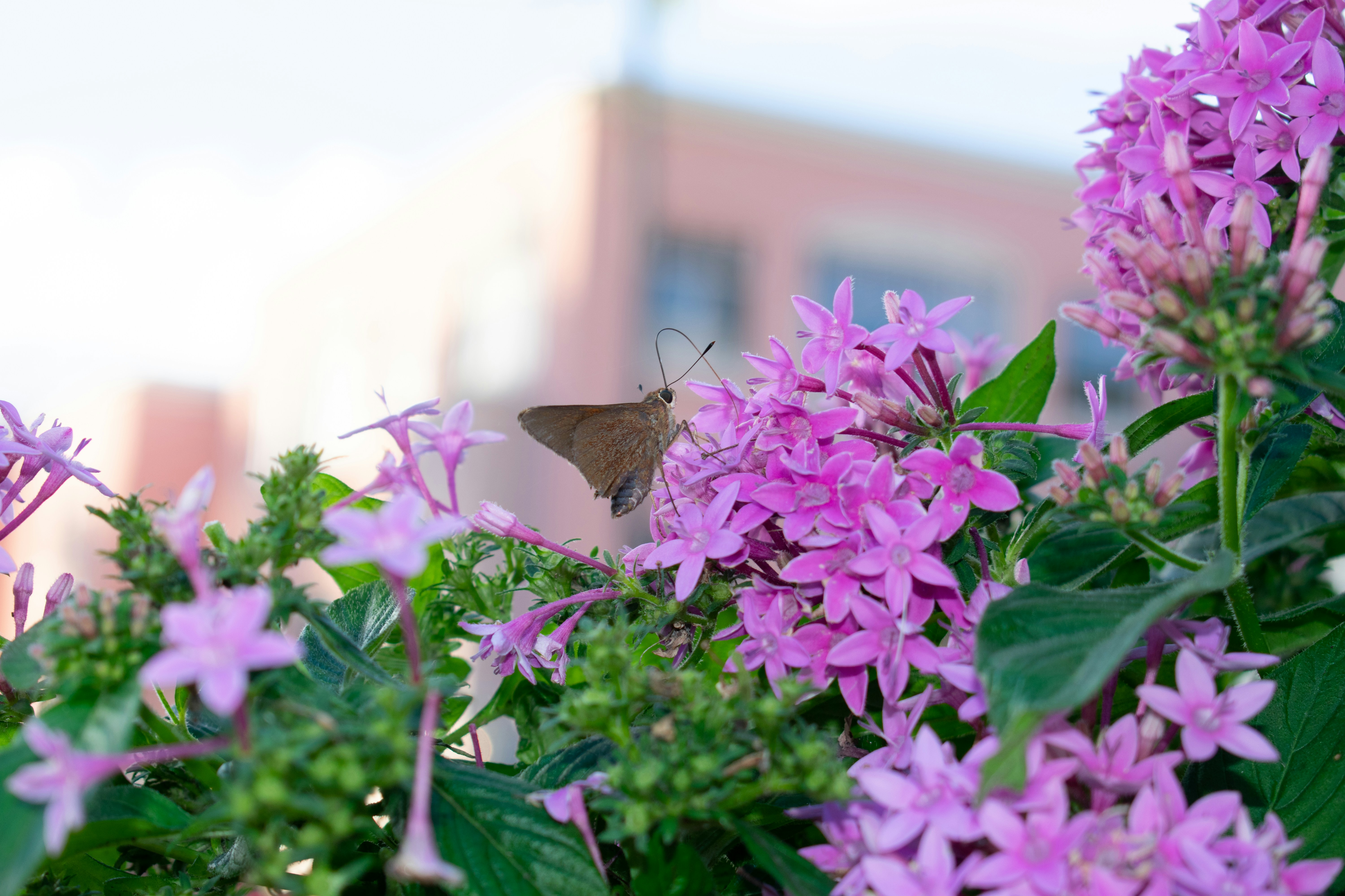 a brown butterfly sitting on top of a purple flower