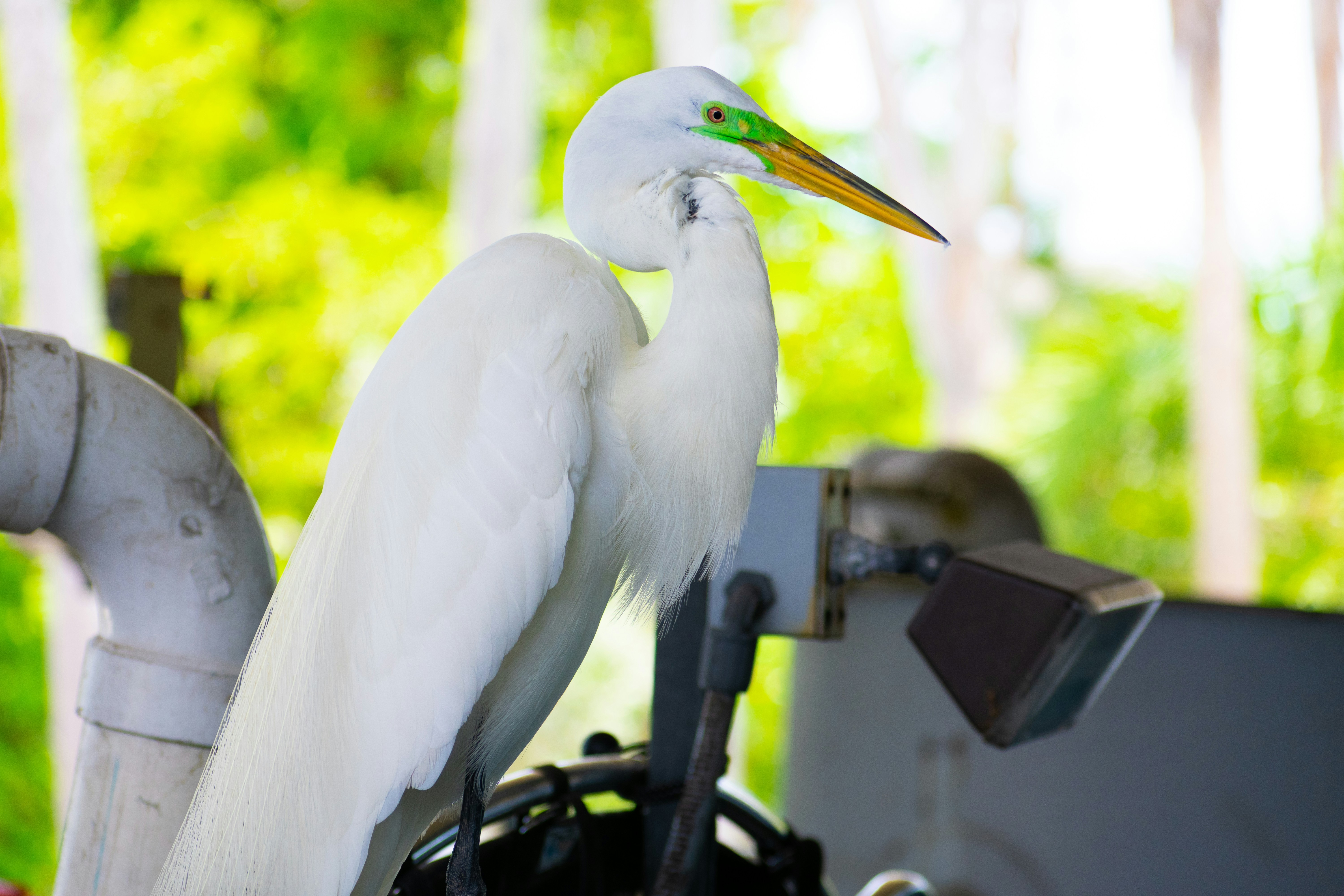 Quiet Elegance by the Workbench: A White Egret Beside Industrial Gear
