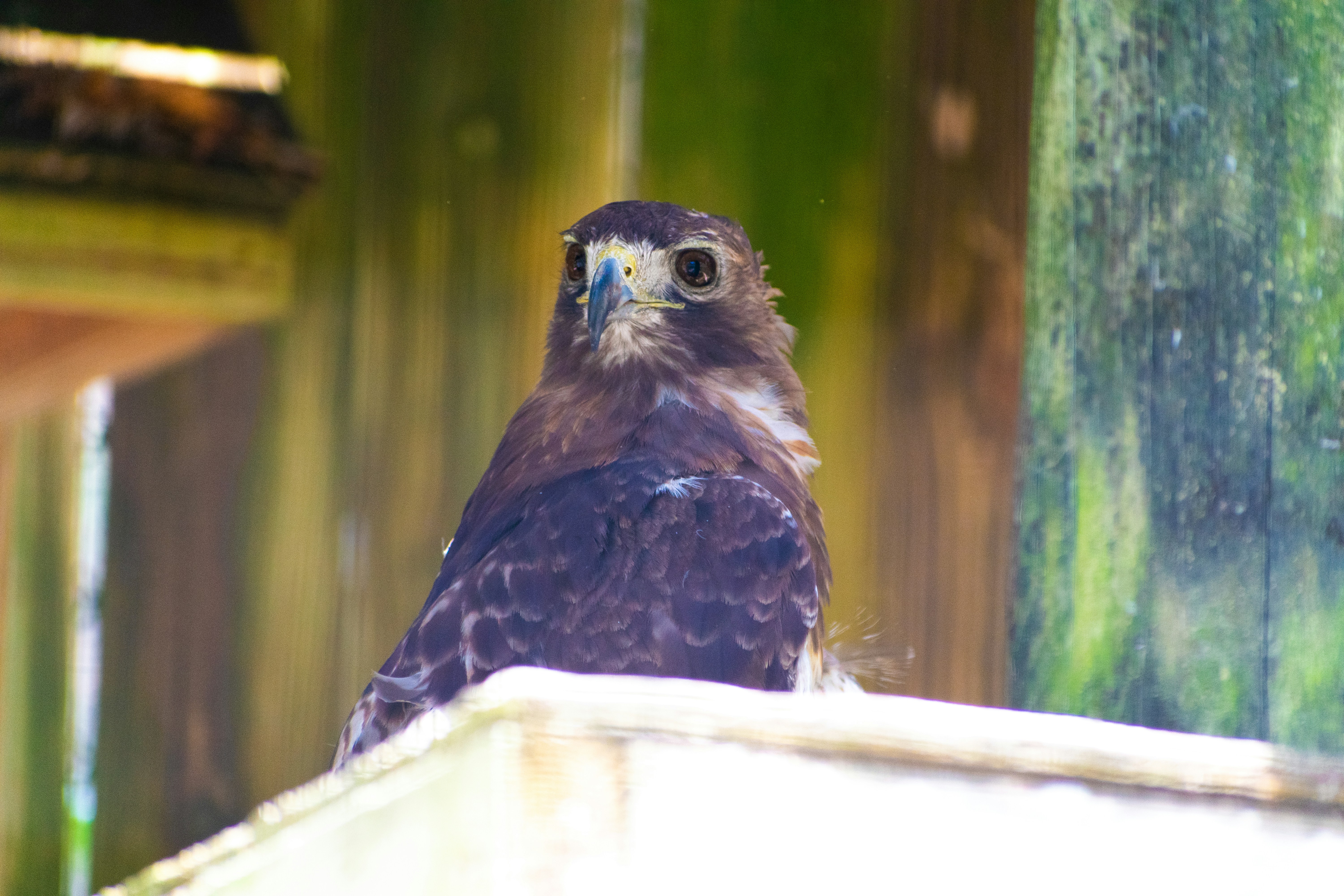 Glimpse Through Moss: A Perched Raptor in a Green Aviary