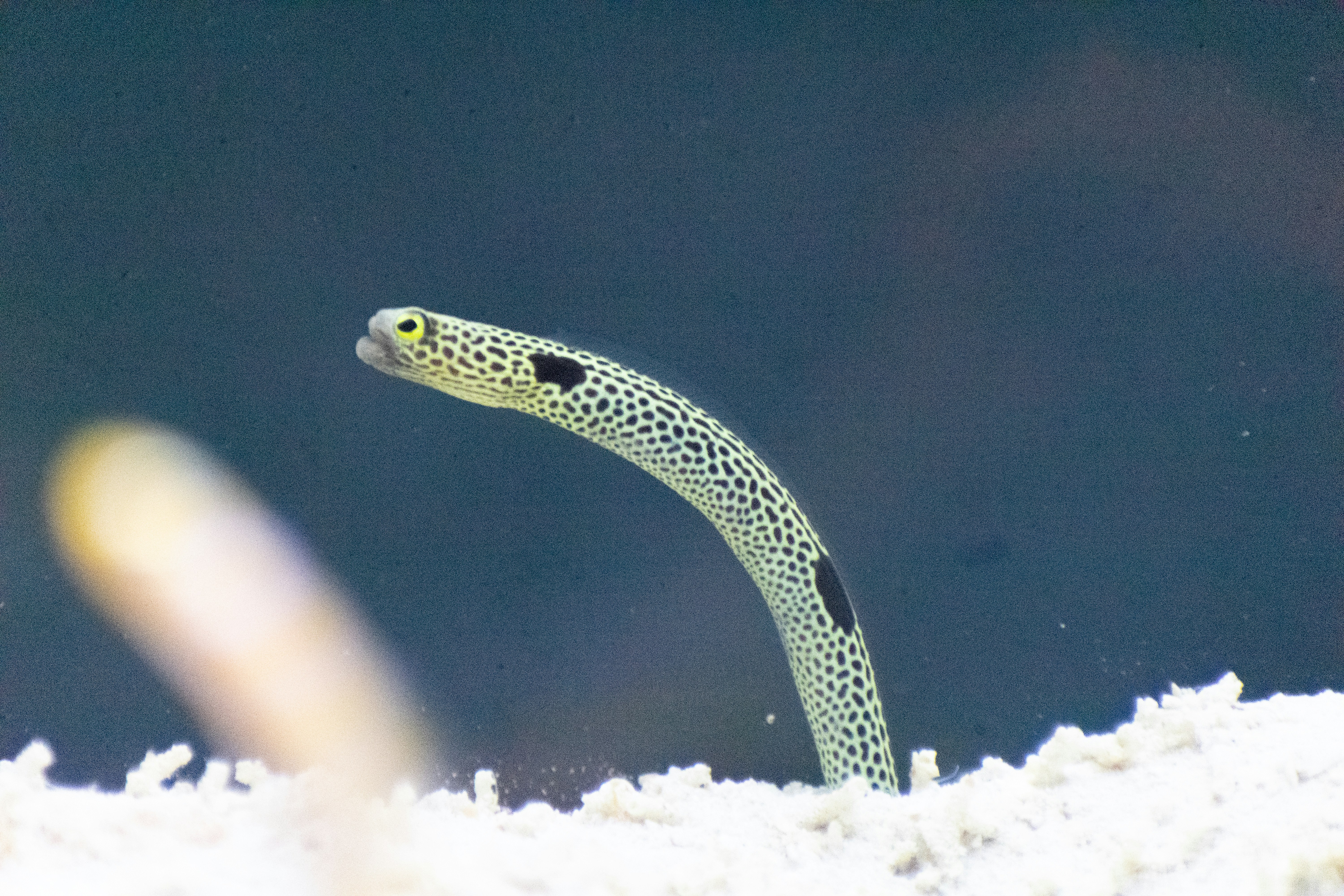 Curious Bandit Snake Peers Over White Sand