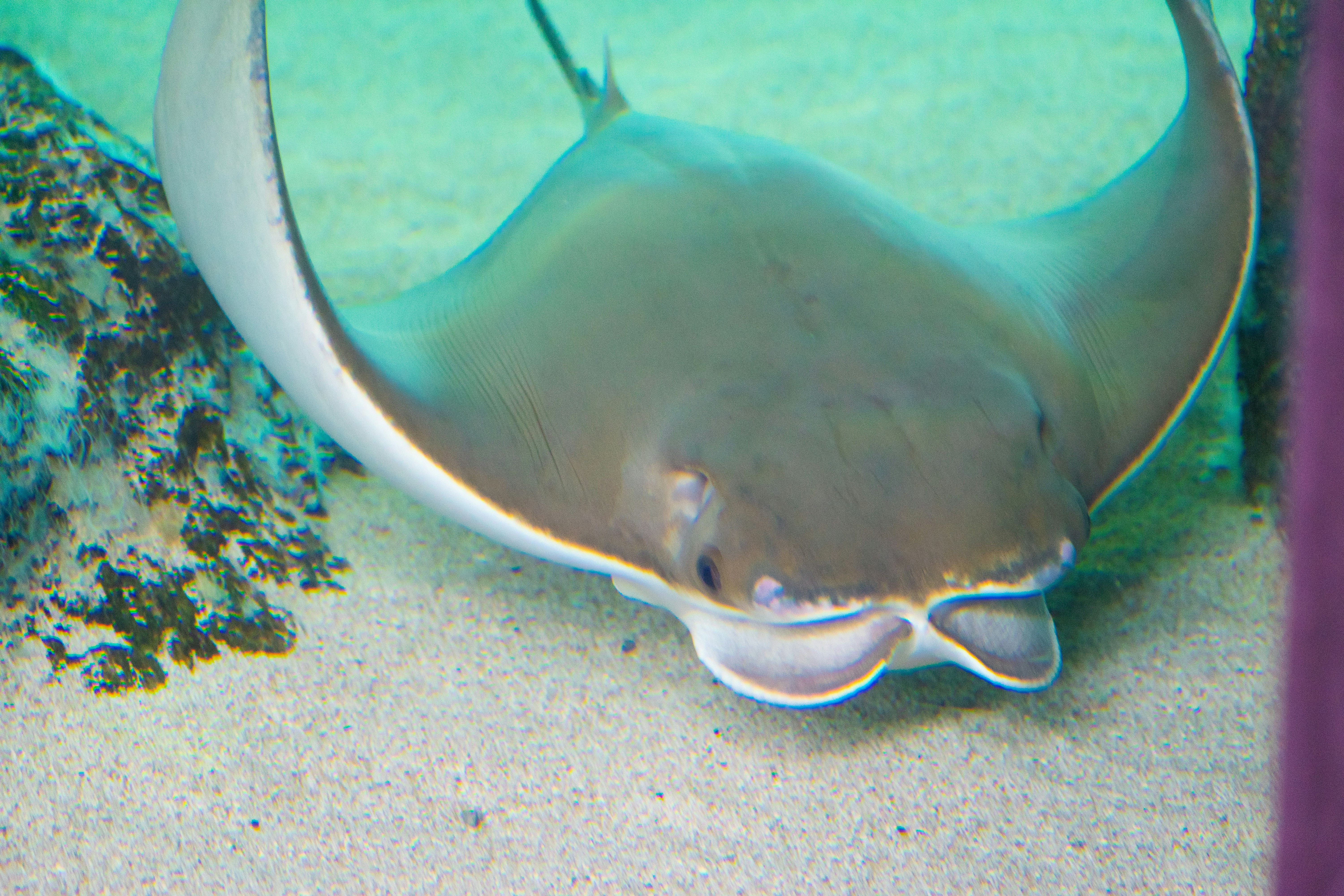 Soft-Gilled Grace: A Manta Ray Drifts Across the Sand