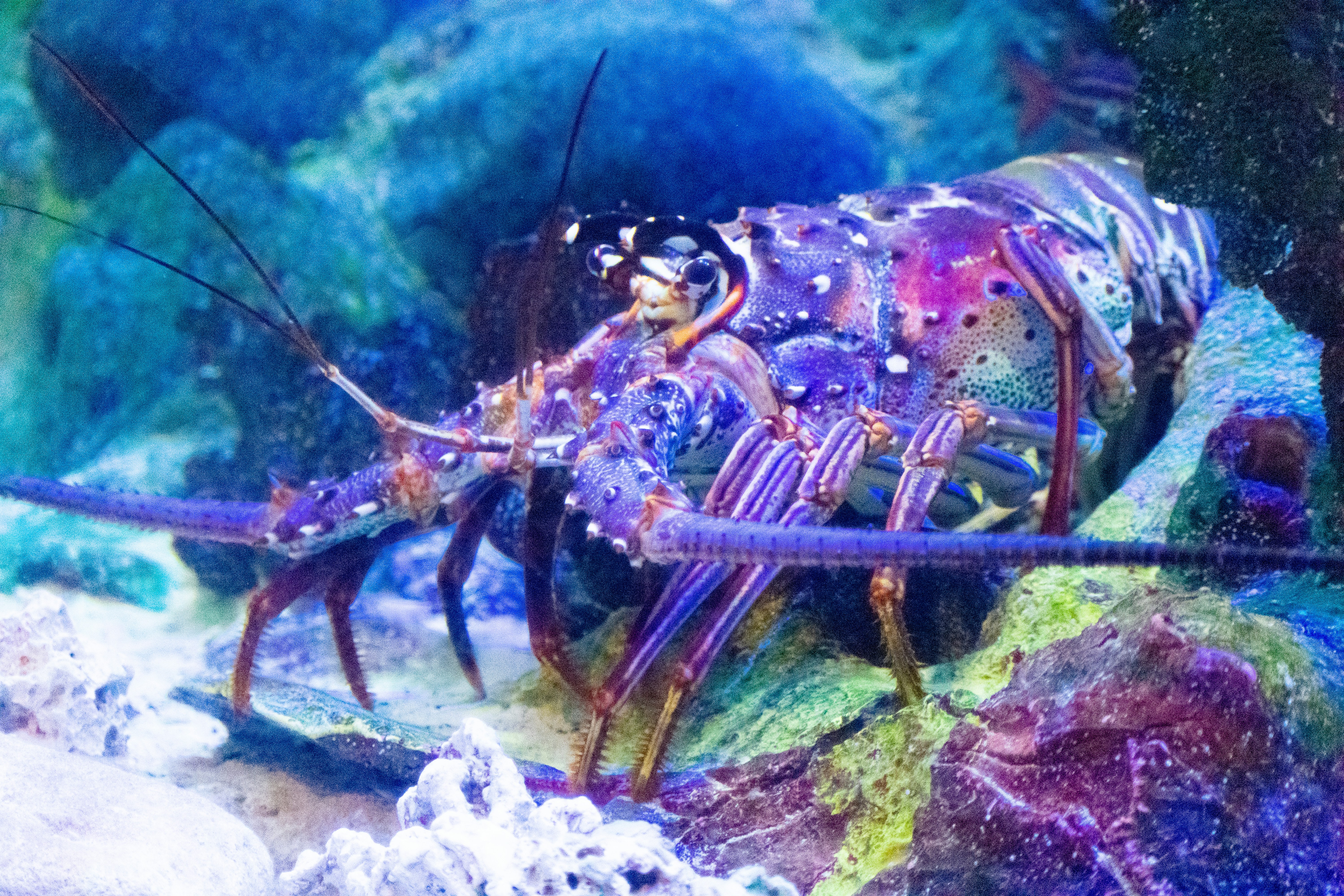 Gros plan d’un poisson dans un aquarium photo – Image gratuite de ...