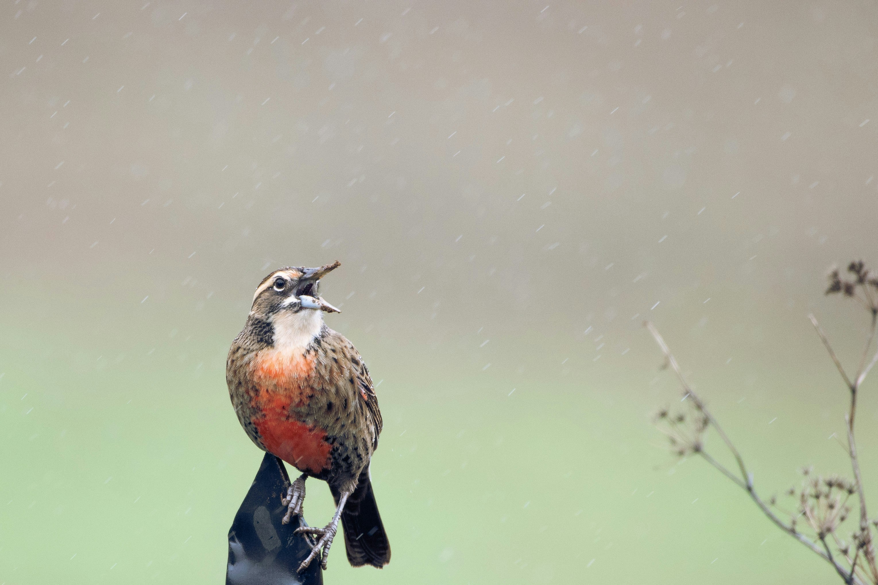 Rain-kissed Robin: a quiet perch on a gloved hand