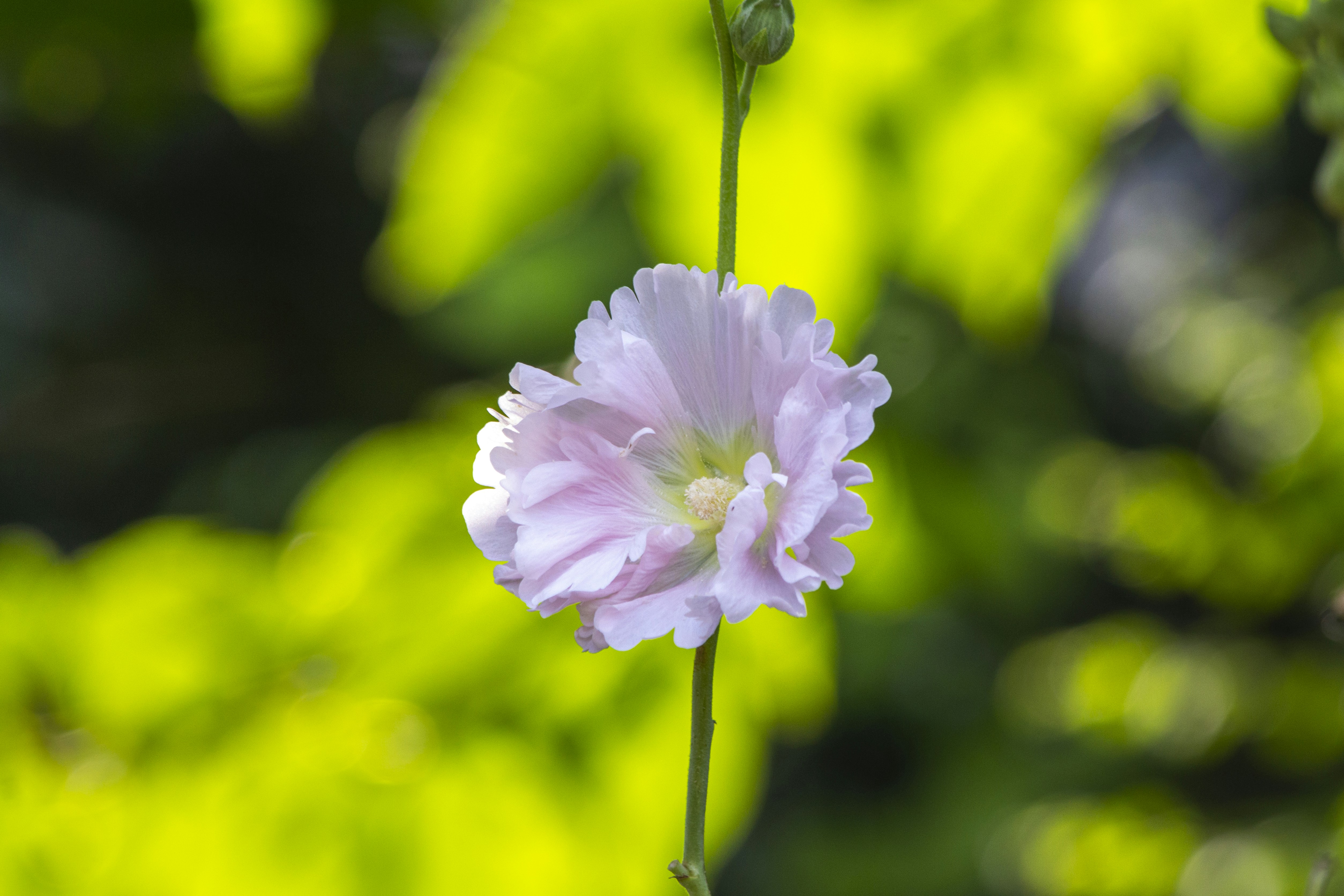 Delicate Pink Bloom Framed by Luminous Green Bokeh