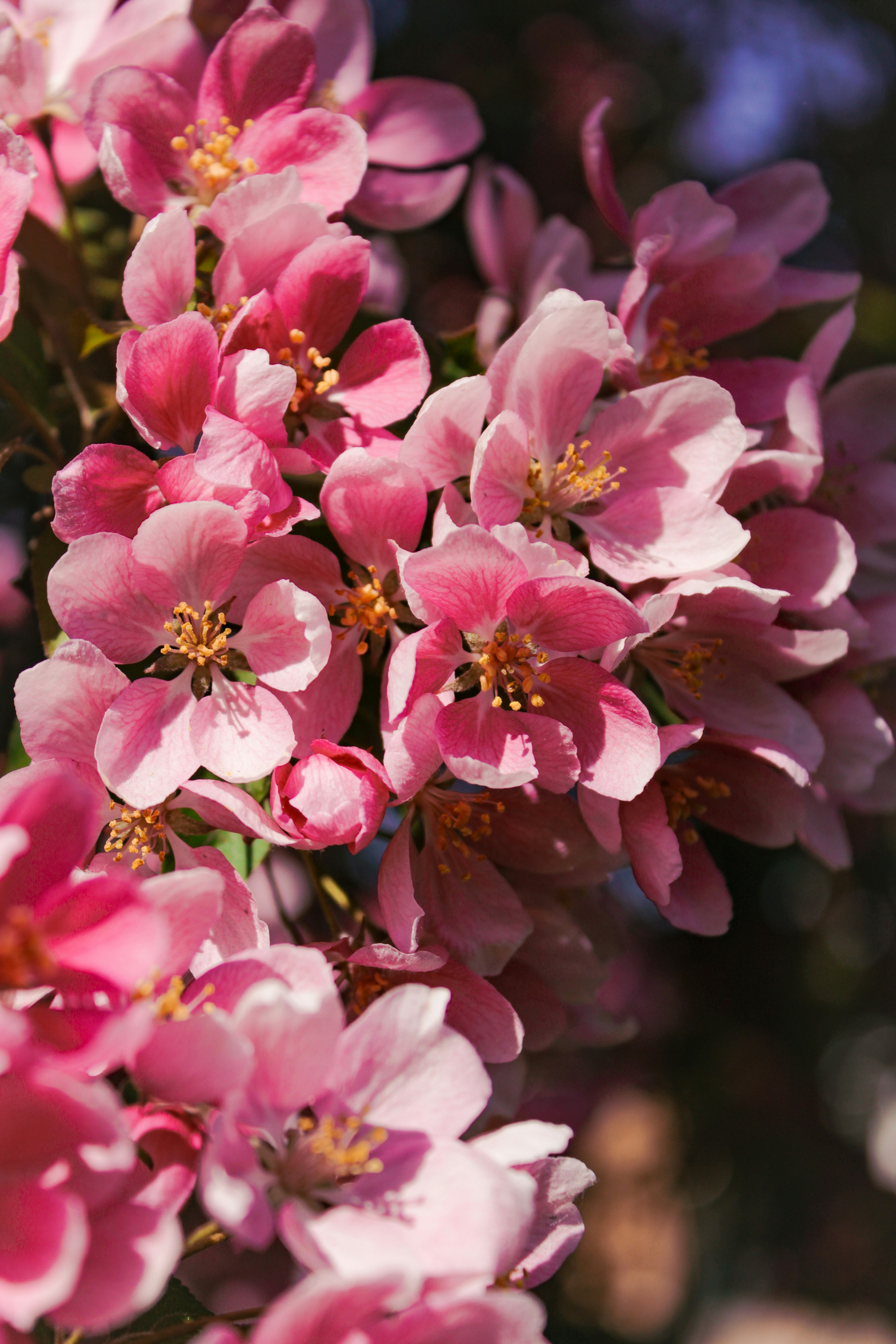Un bouquet de fleurs roses qui fleurissent photo – Photo Fleur Gratuite ...