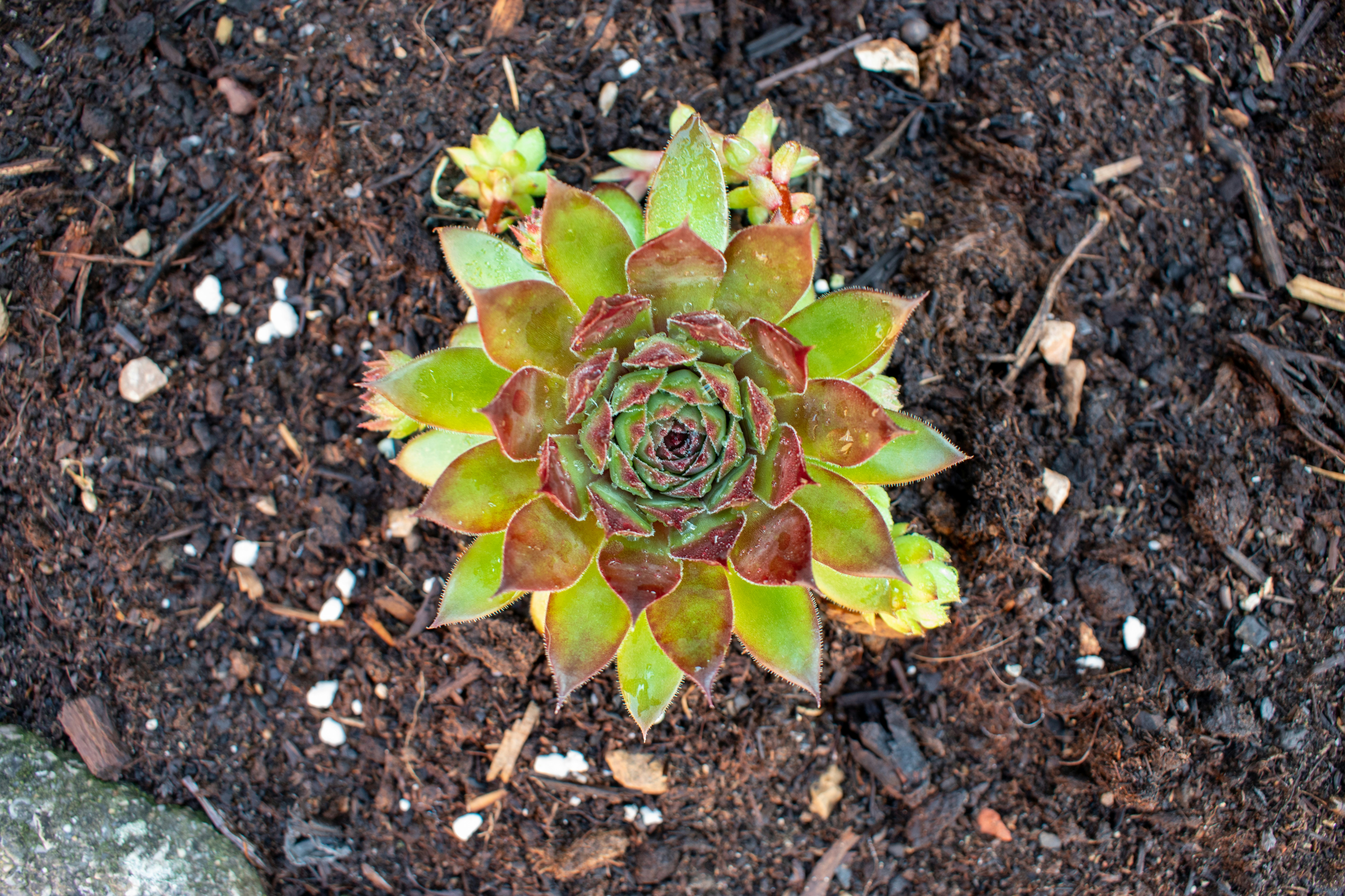 Verdant Rosette: Close-Up of a Green-Red Succulent in Dark Soil